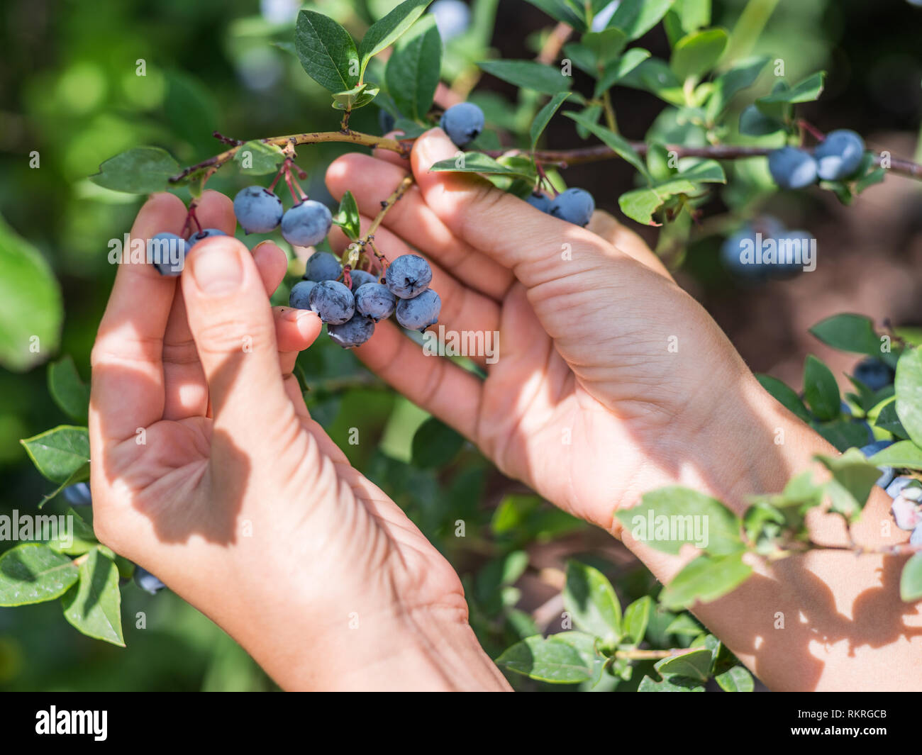 Berries picking. Female hand gathering blueberries Stock Photo - Alamy