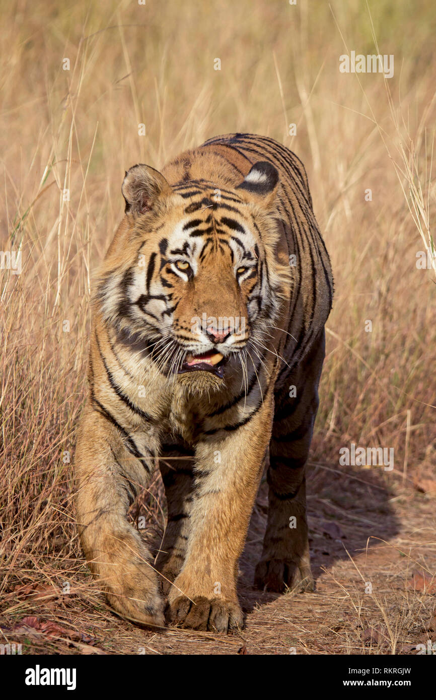 Matkasur, Royal Bengal Tiger, Panthera tigris, Tadoba Andhari Tiger ...