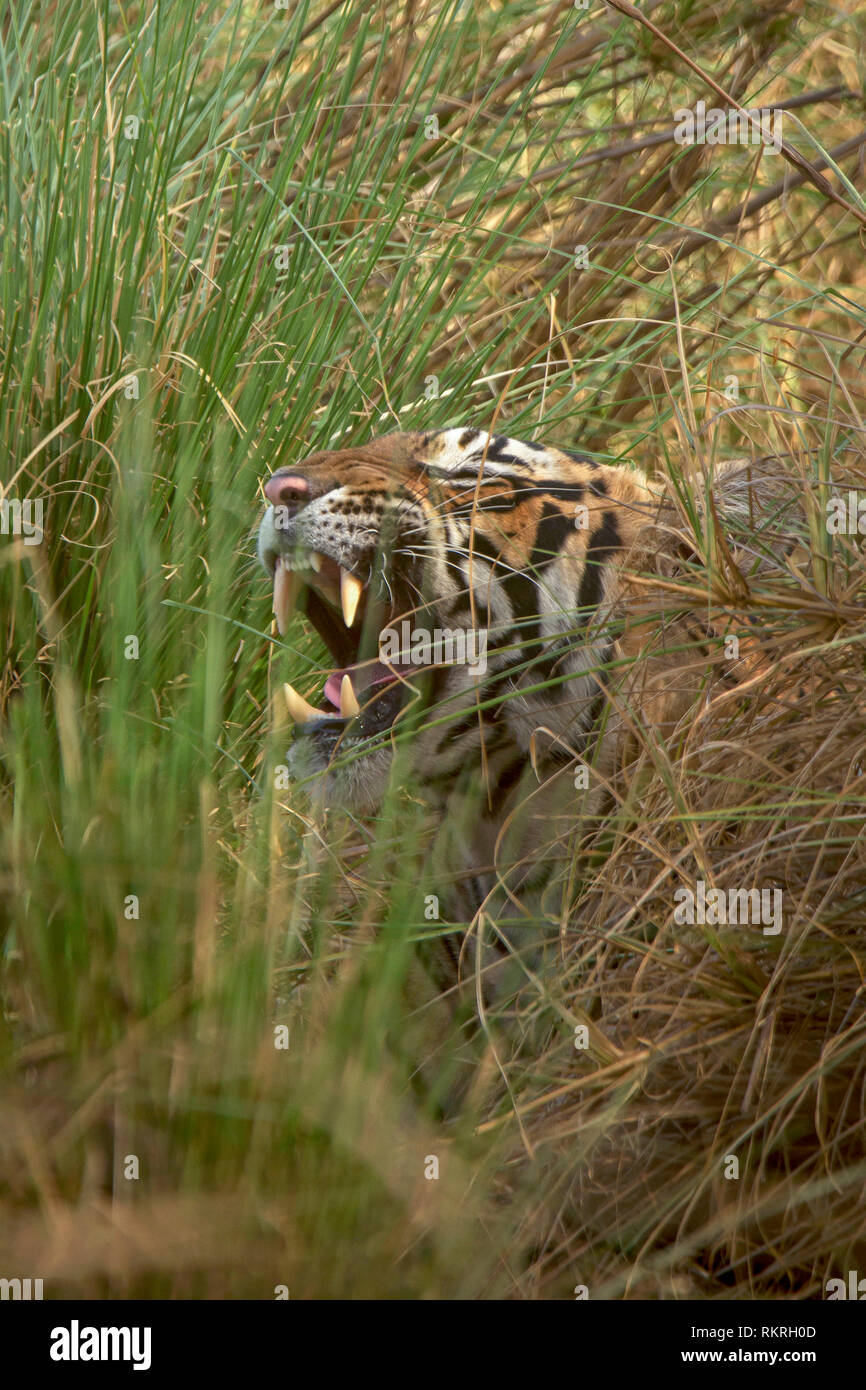 Pacman, Royal Bengal Tiger, Panthera tigris, Ranthambore Tiger Reserve ...