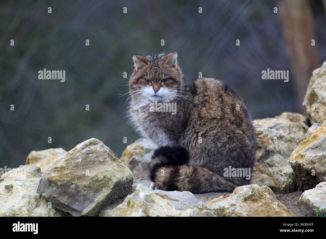 A Scottish Wildcat at Port Lympne Wild Animal Reserve in Kent Stock ...