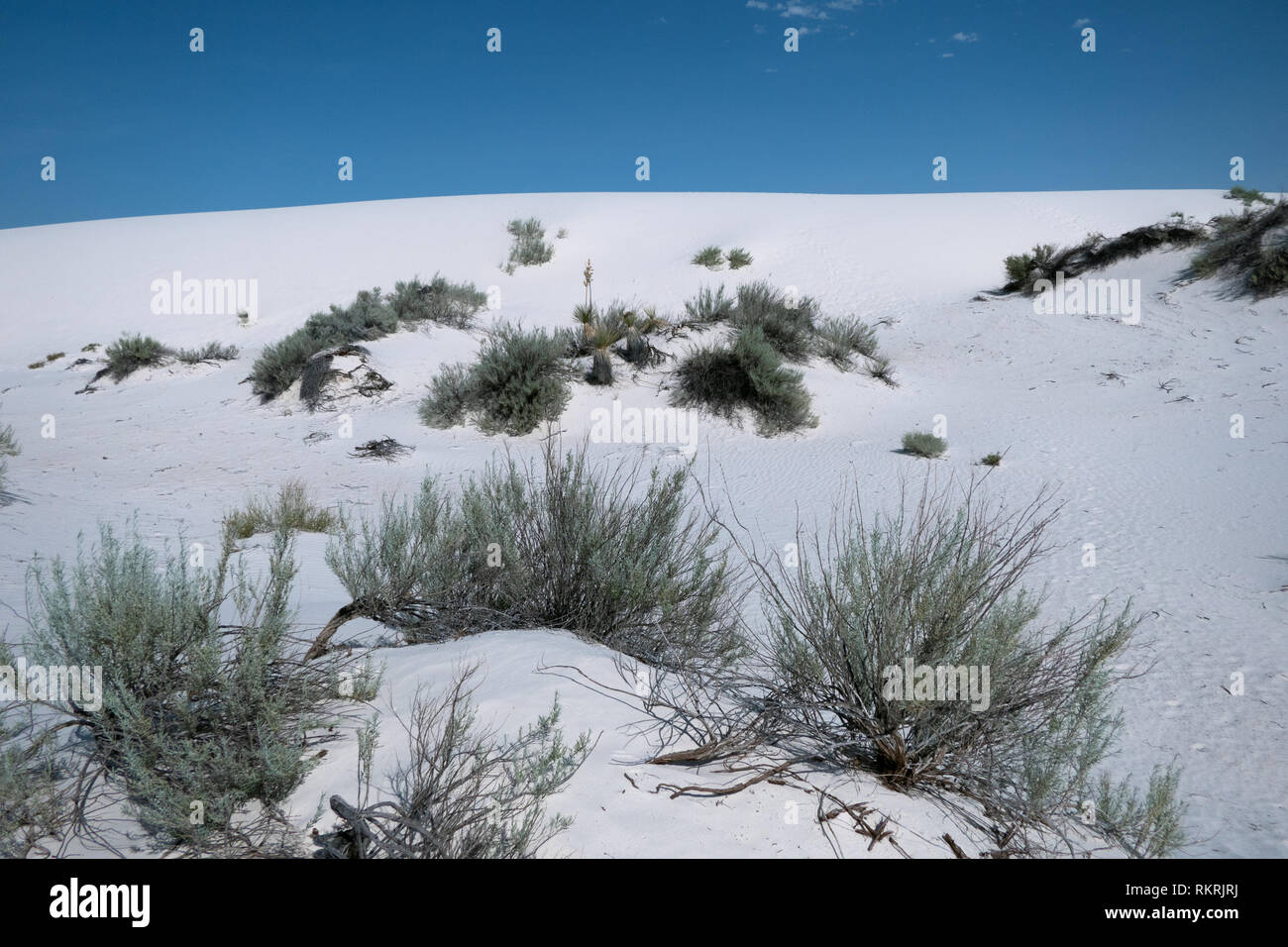 Dunes with plants on sand at White Sands National Monument in New ...