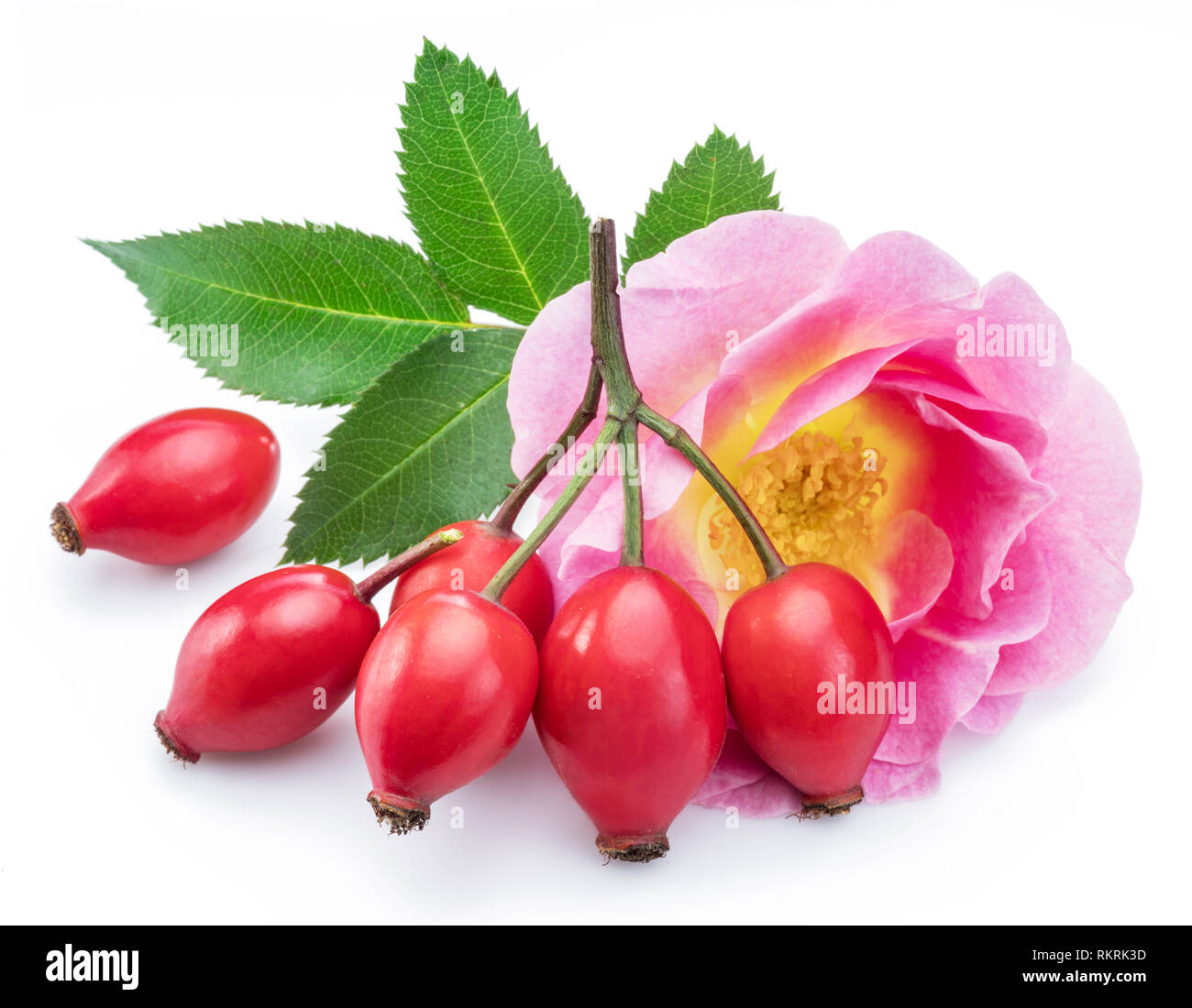 Rose-hips with rose flower isolated on a white background Stock Photo ...