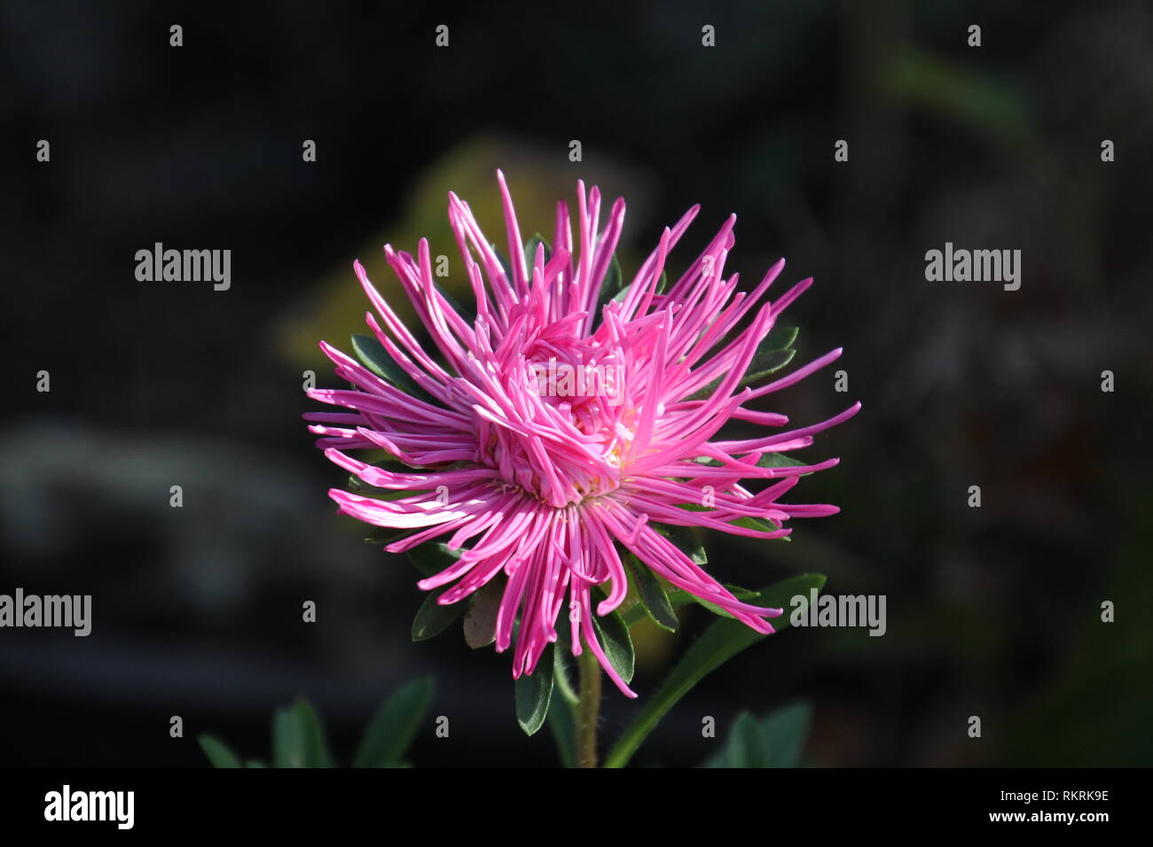Aster / Astra - beautiful autumn flowers Stock Photo - Alamy