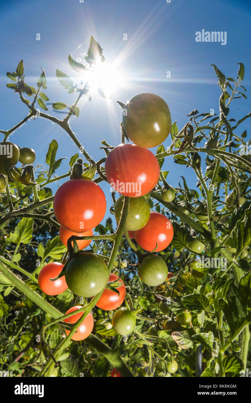 Red Tomatoes in the sunshine Red tomatoes hanging on shrub in backlight ...