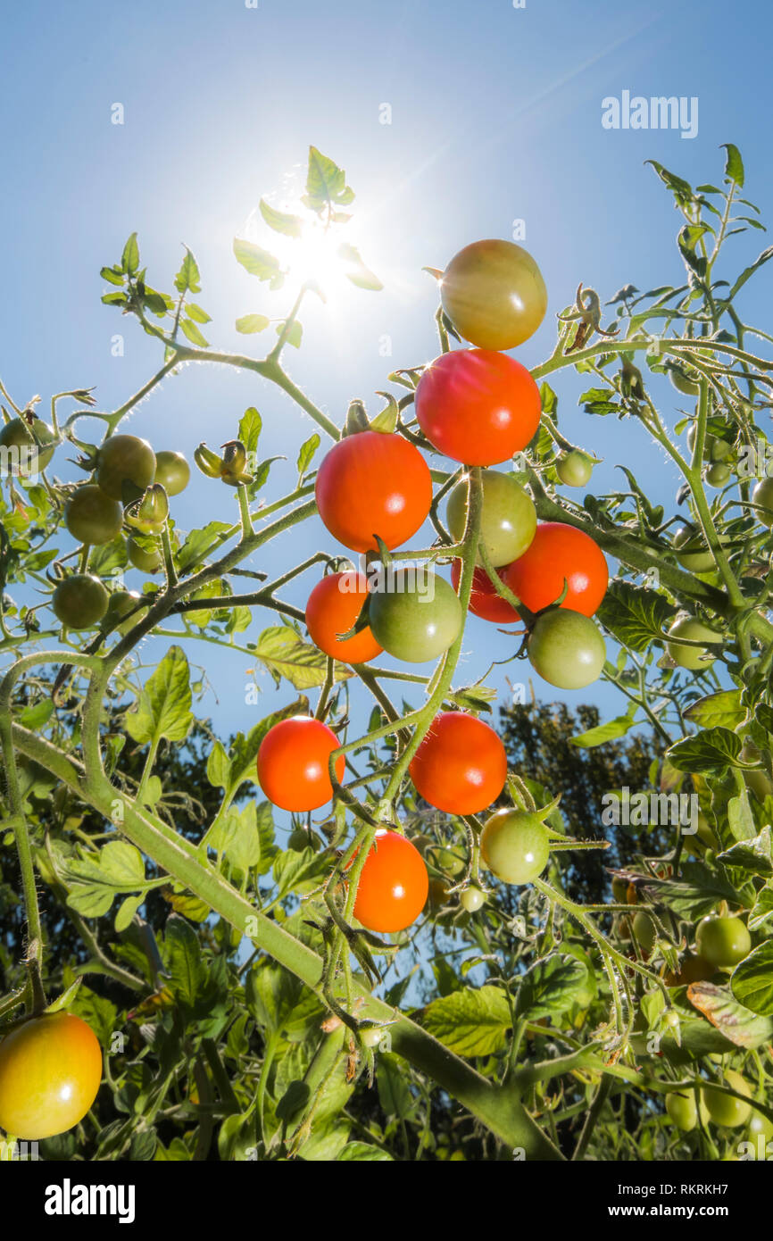 Sun rays sunny hi-res stock photography and images - Alamy