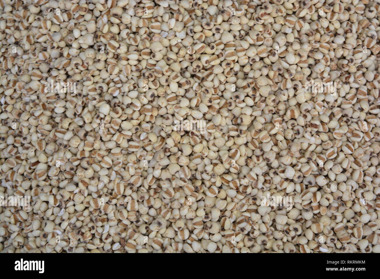 Jobâ€™s Tears, also known as adlay and coix, is a member of the grass ...