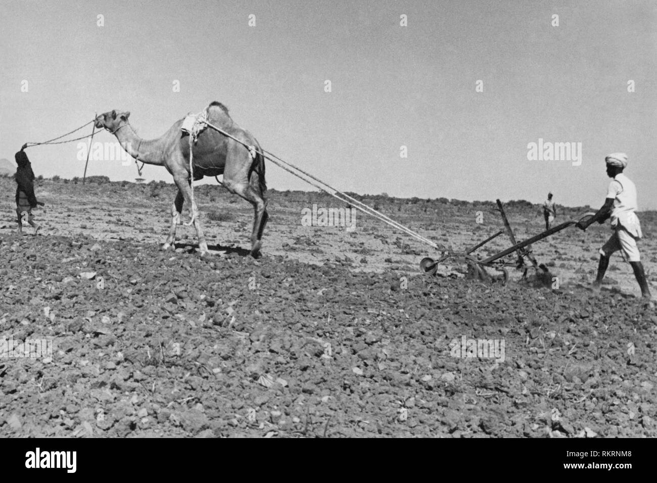 plowing, teseney, eritrea, africa 1930 Stock Photo - Alamy