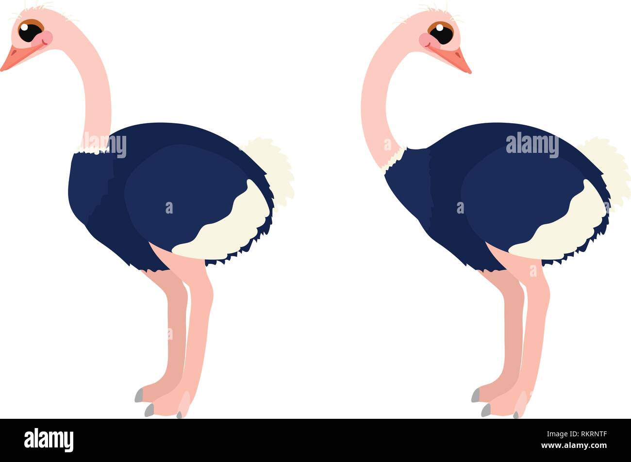 vector cartoon animal clipart african ostrich bird Stock Vector Image ...
