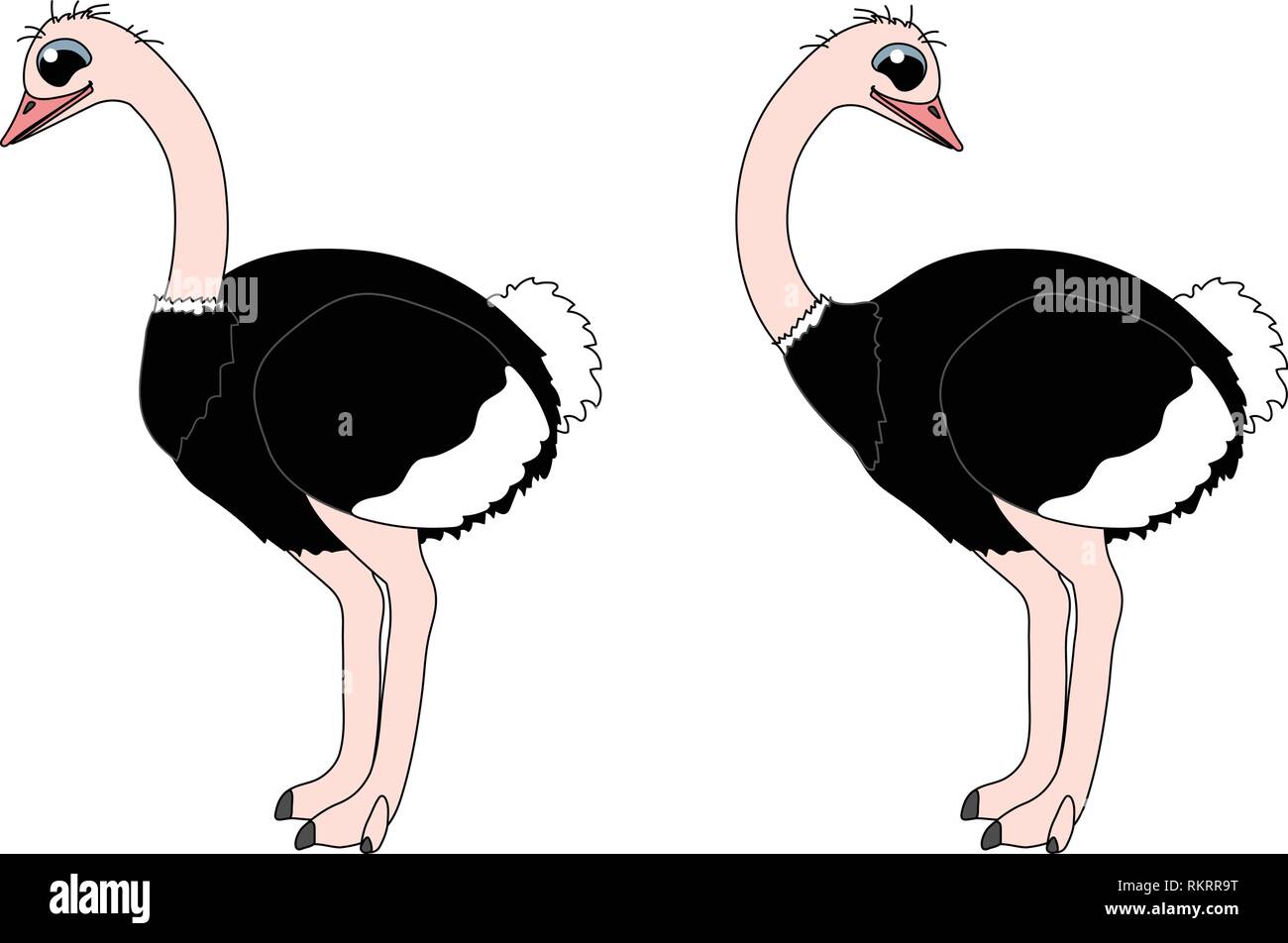 vector cartoon animal clipart african ostrich bird Stock Vector Image ...