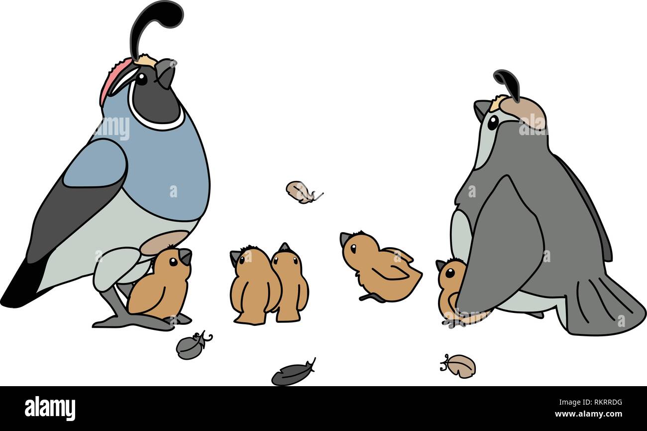 California quail illustration Stock Vector Images - Alamy
