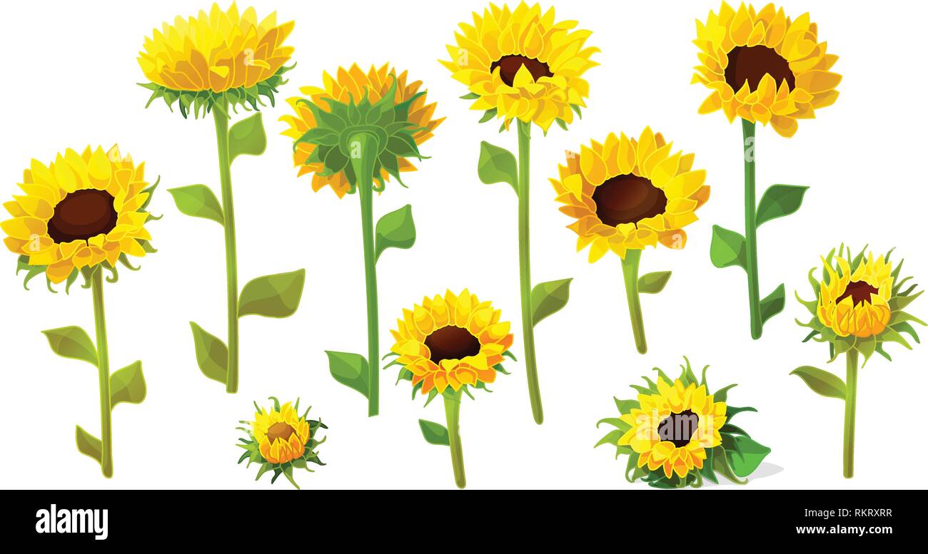 vector sunflower flower cute icons big set Stock Vector Image & Art - Alamy