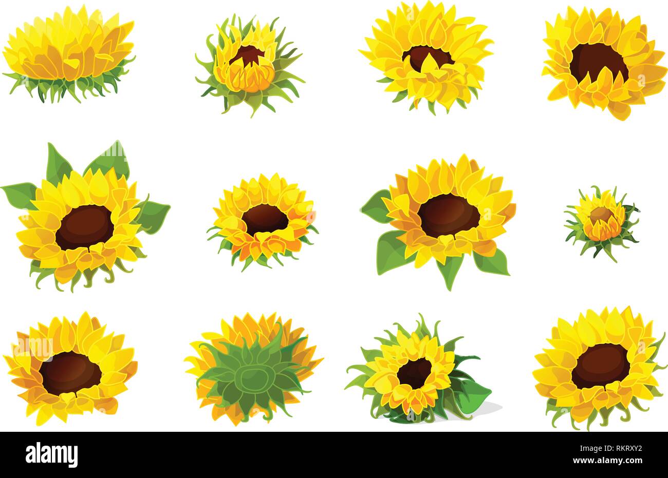 Side view sunflower head Stock Vector Images - Alamy