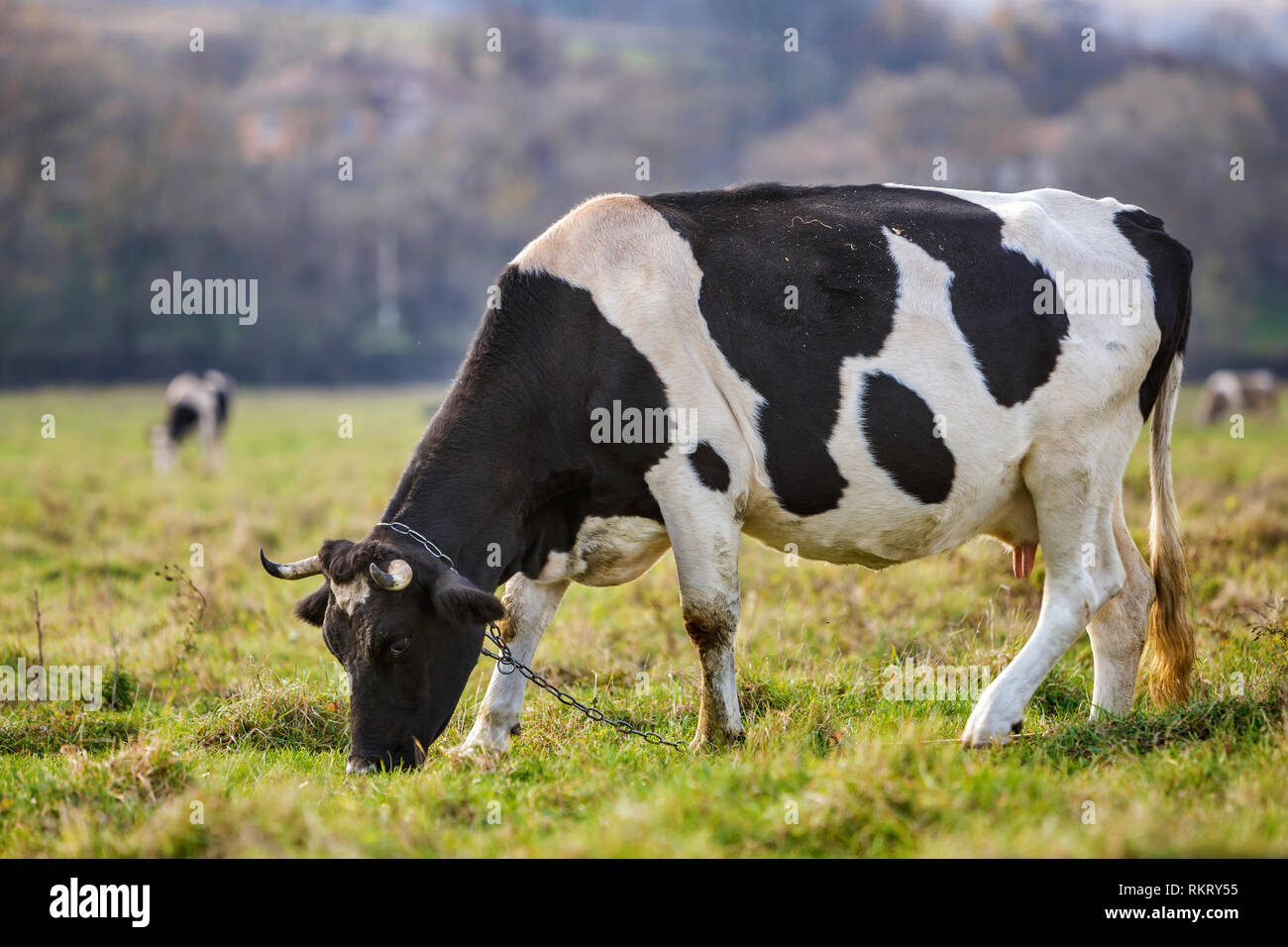 Big udder hi-res stock photography and images - Alamy