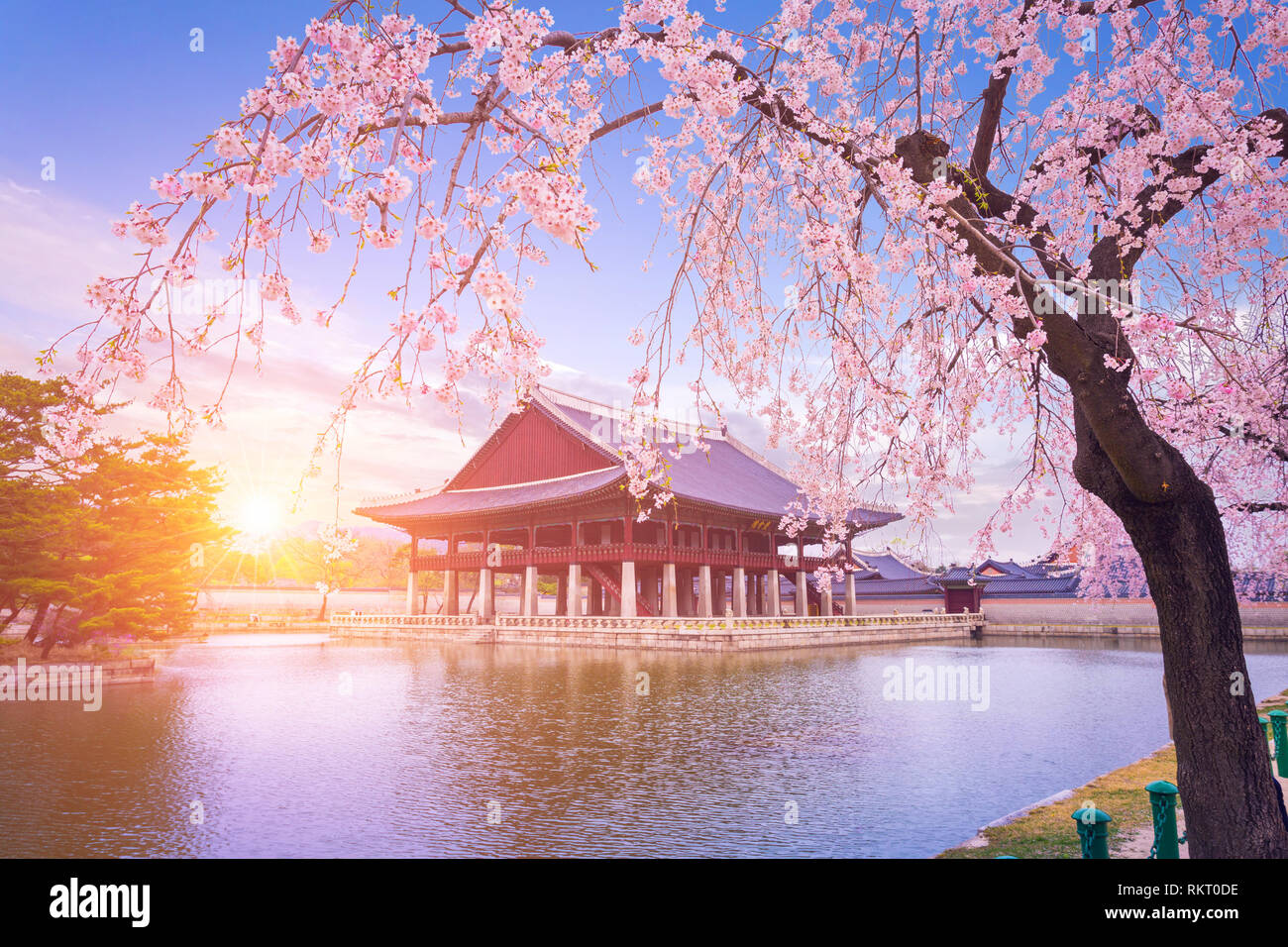 Famous Trees In Korea at Jonathan Baylee blog