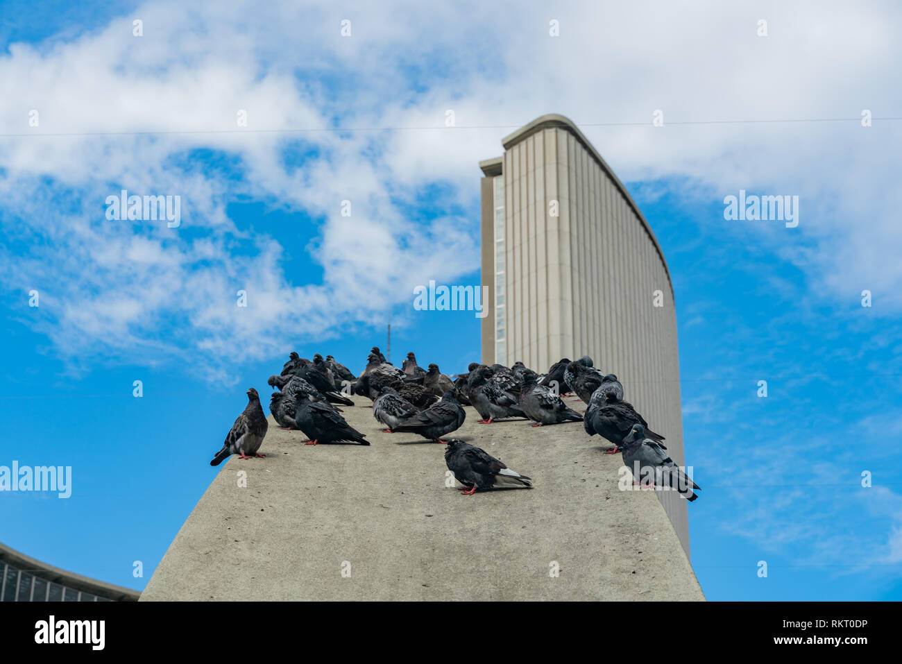 Toronto pigeons hi-res stock photography and images - Alamy