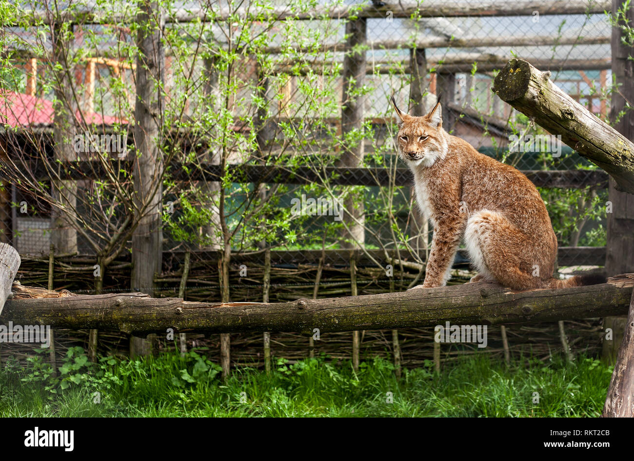 Turkestan lynx sitting on tree trunk. Lynx lynx isabellinus wild cat ...