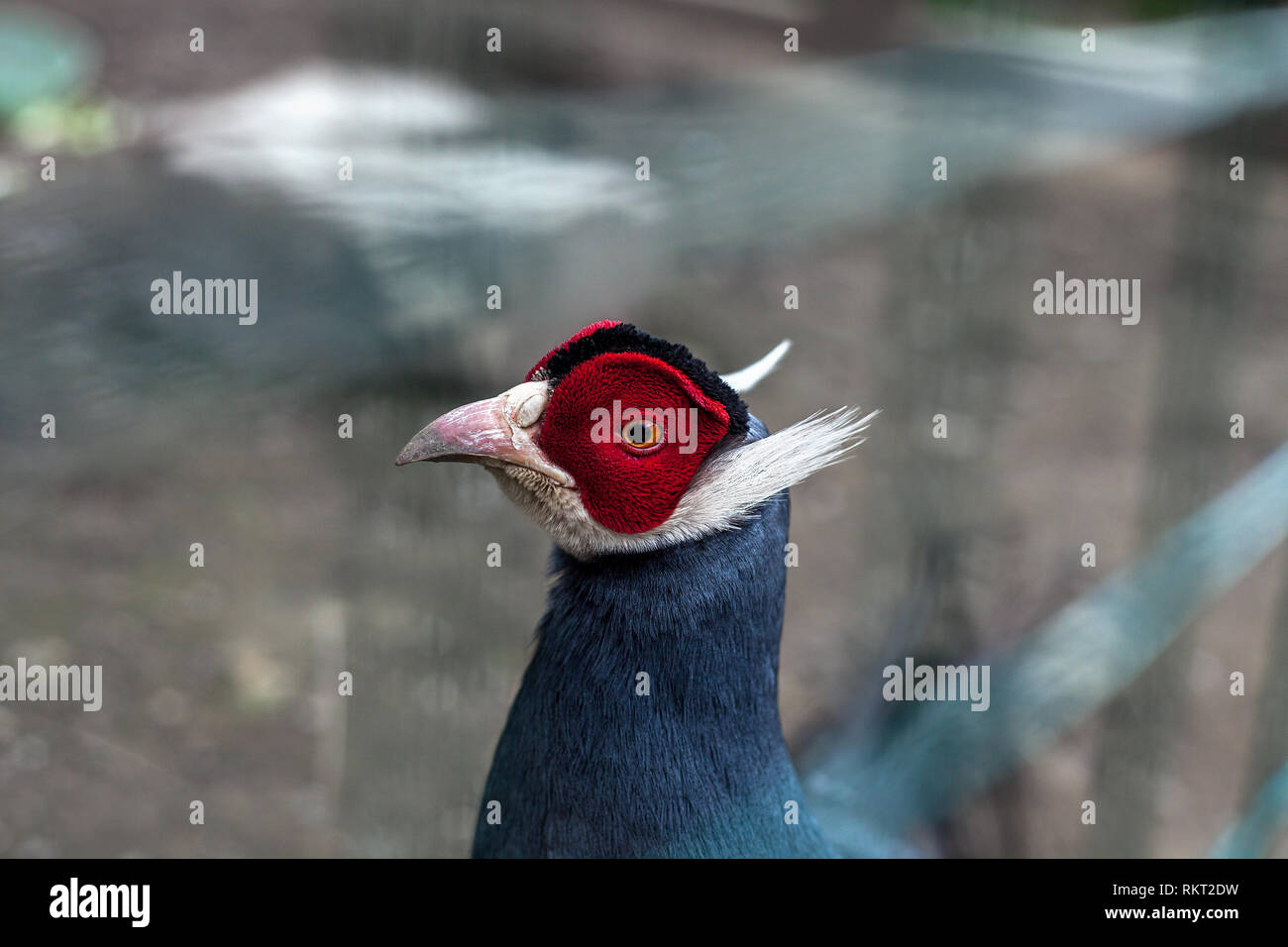 Blue eared pheasant head. Portrait of Crossoptilon auritum colorful ...