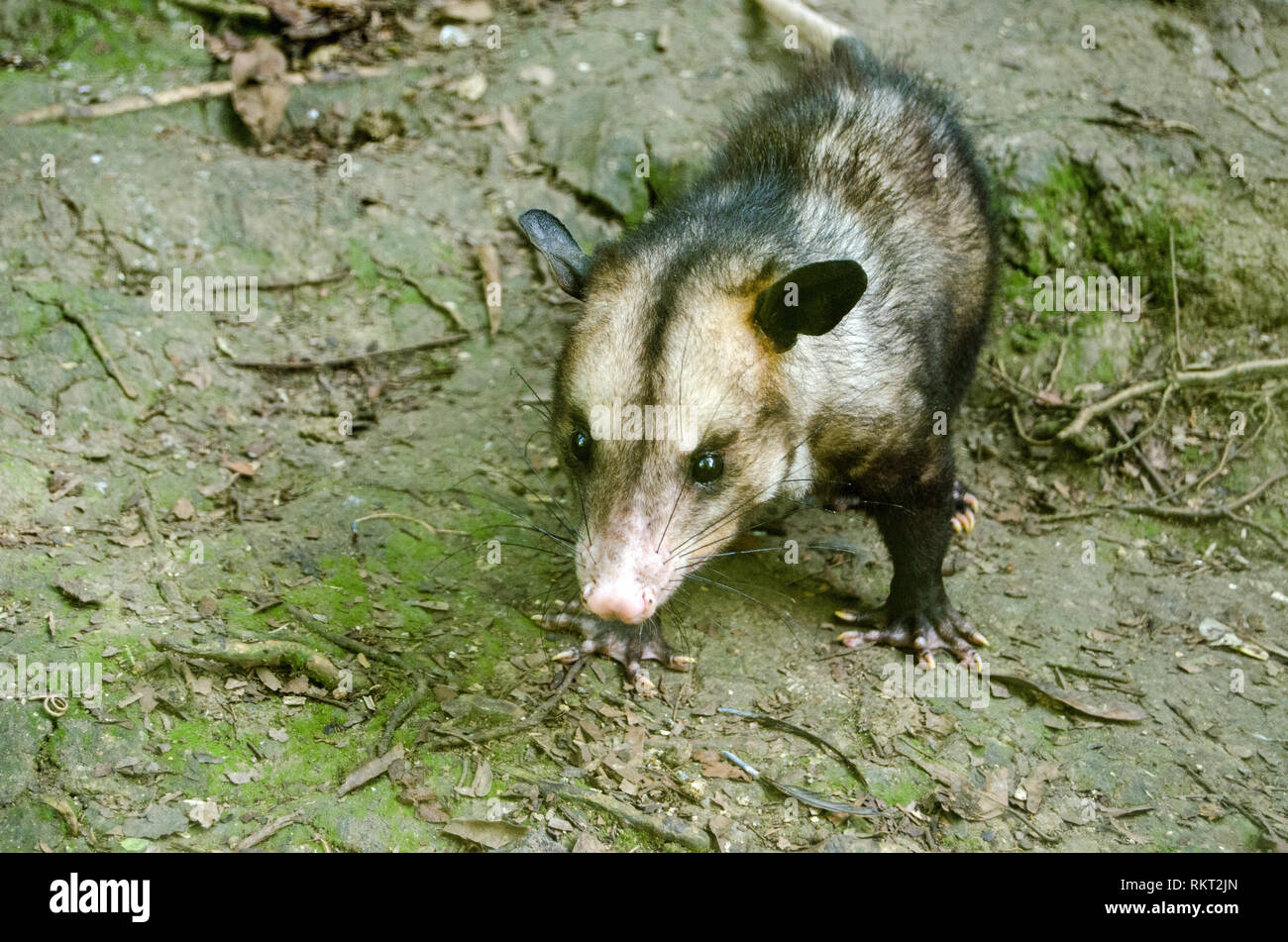 Woodland creature walking hi-res stock photography and images - Alamy