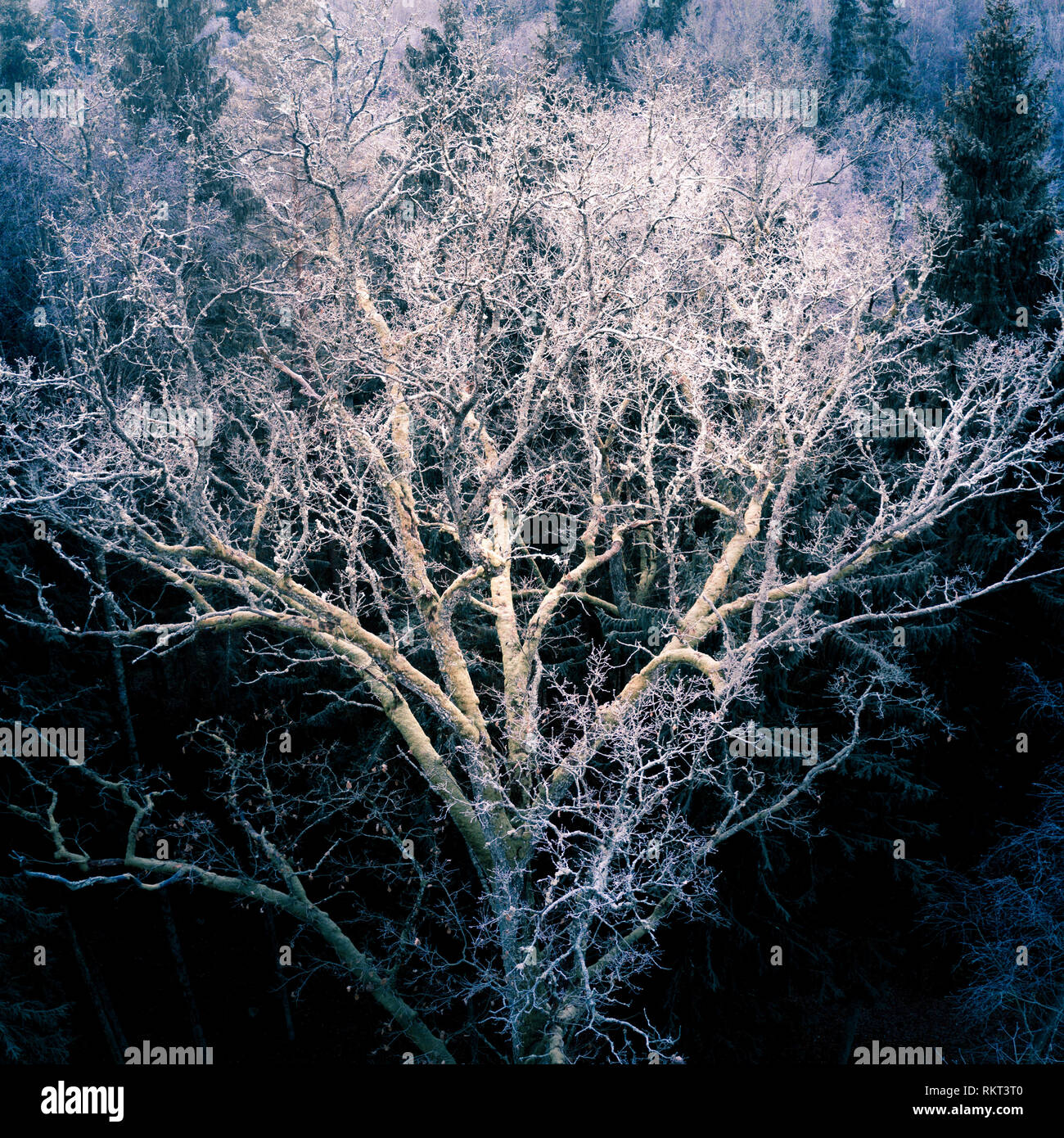 Frozen Tree in the Forest Stock Photo - Alamy