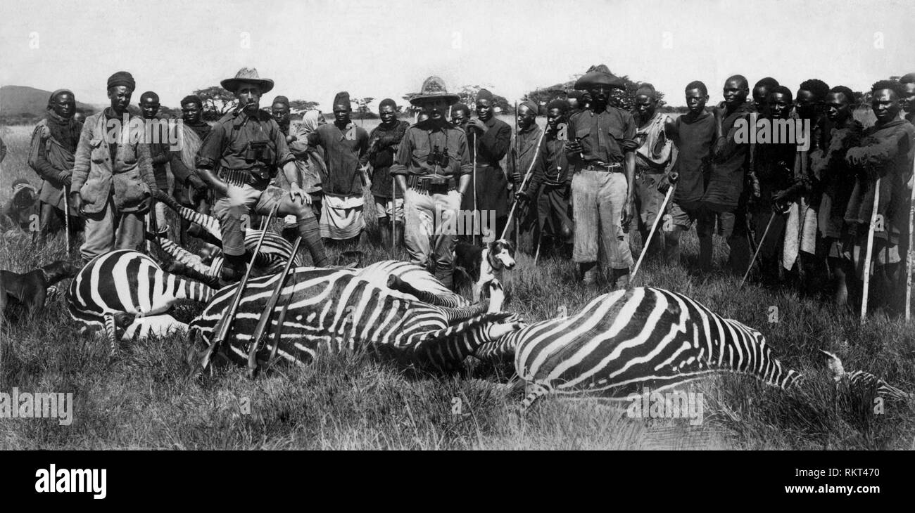 africa, kenya, hunting, zebra felled, 1910-20 Stock Photo - Alamy