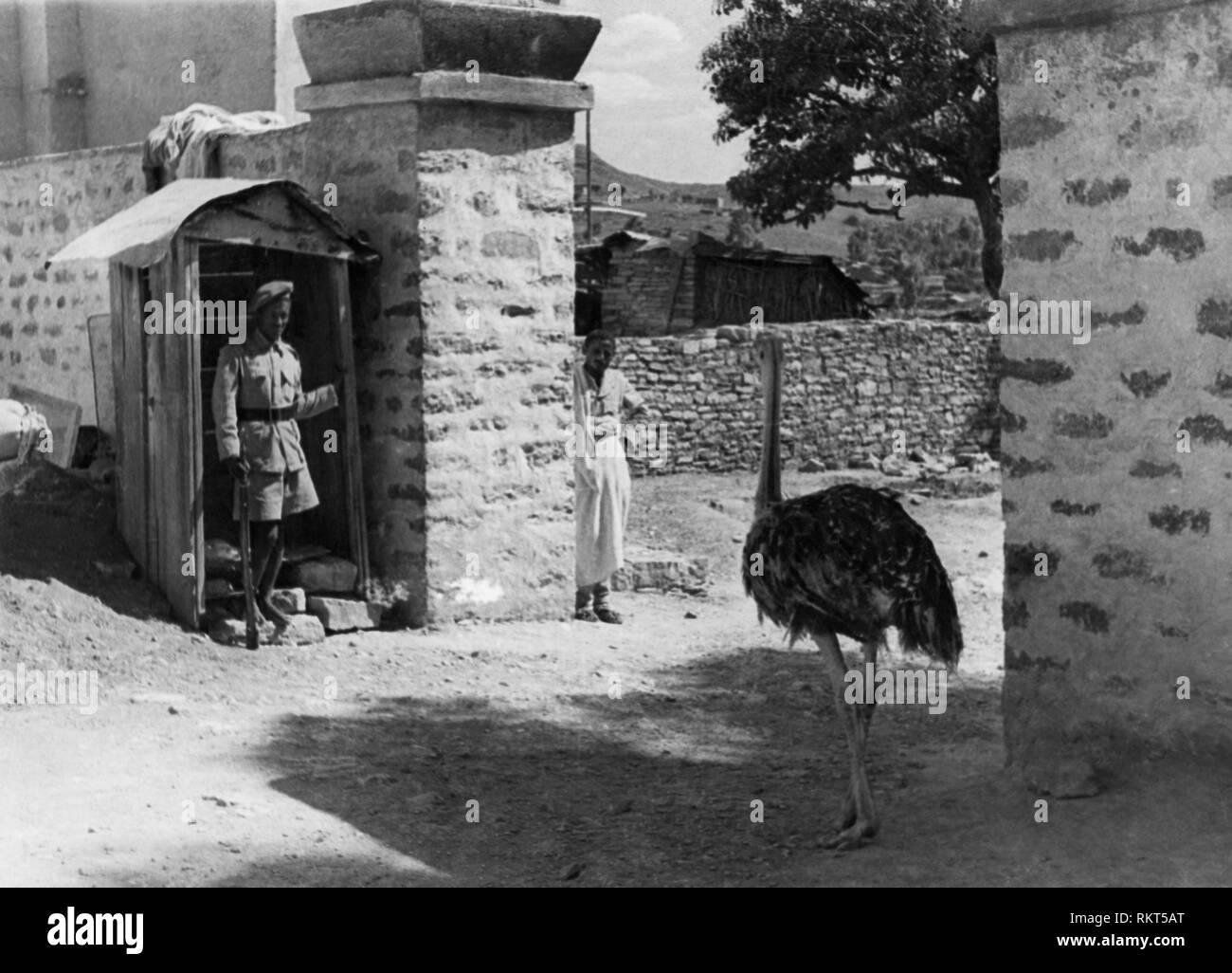 Africa, Ethiopia, Mekele, guarding a stately home with ostrich, 1930-40 ...