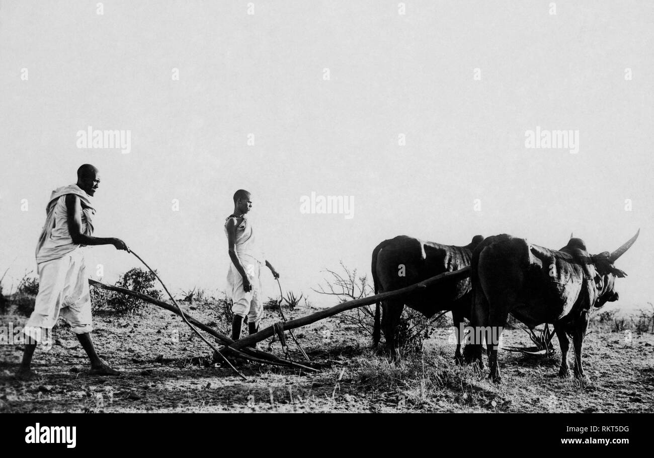 Ox ploughing africa Black and White Stock Photos & Images - Alamy
