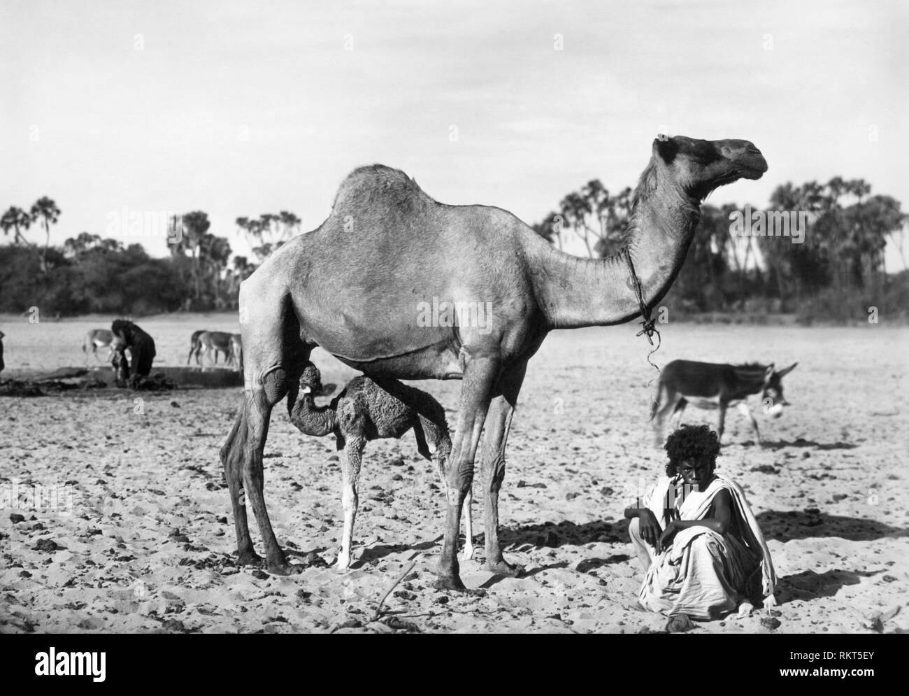 africa, ethiopia, camel, 1920-30 Stock Photo - Alamy