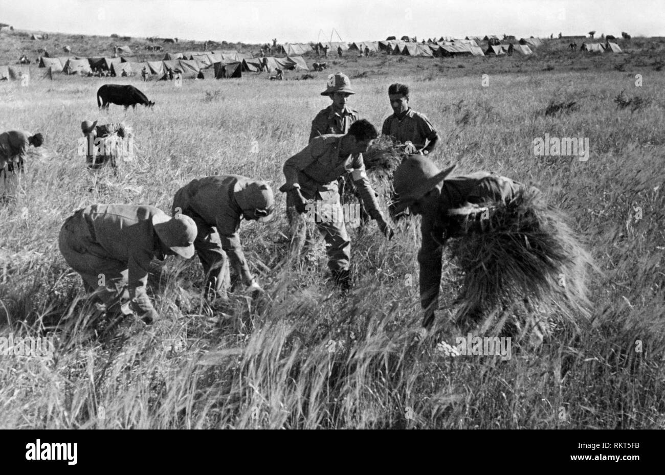 Africa, Ethiopia, Italian soldiers employed in farm work, 1920-30 Stock ...