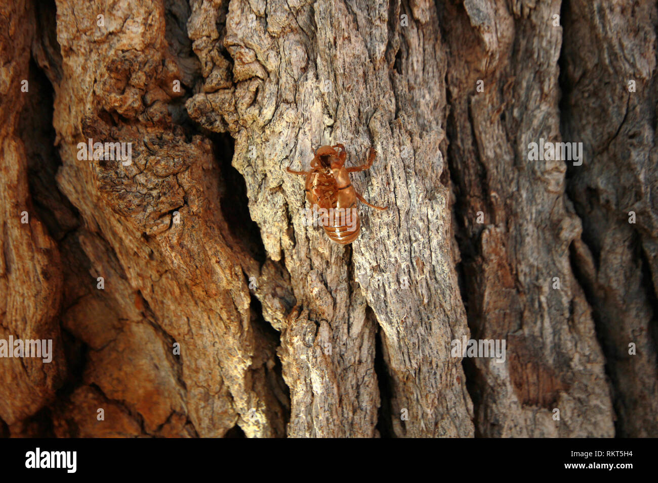 New forest cicada hi-res stock photography and images - Alamy