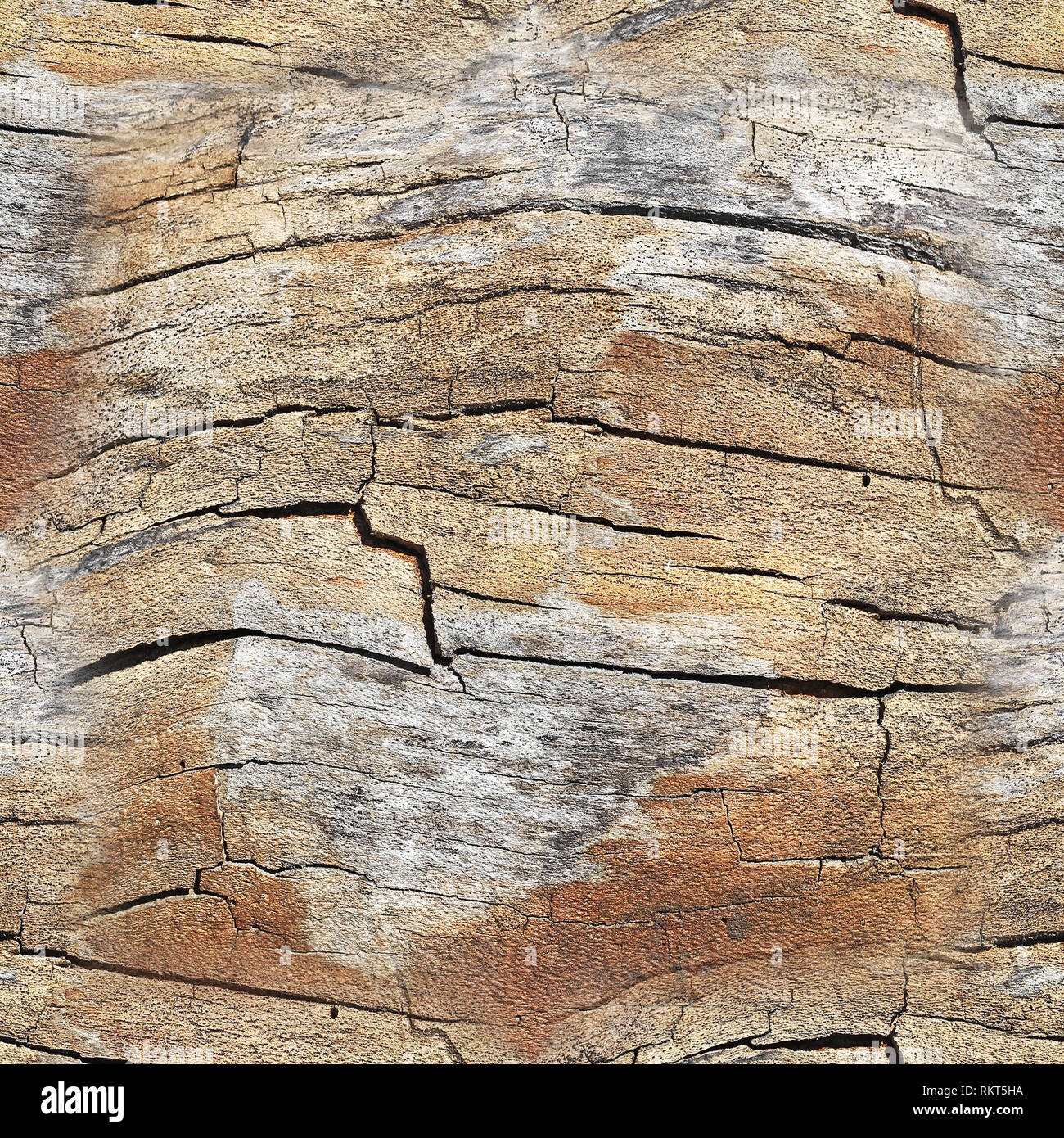 Seamless tree bark wood texture hi-res stock photography and images - Alamy