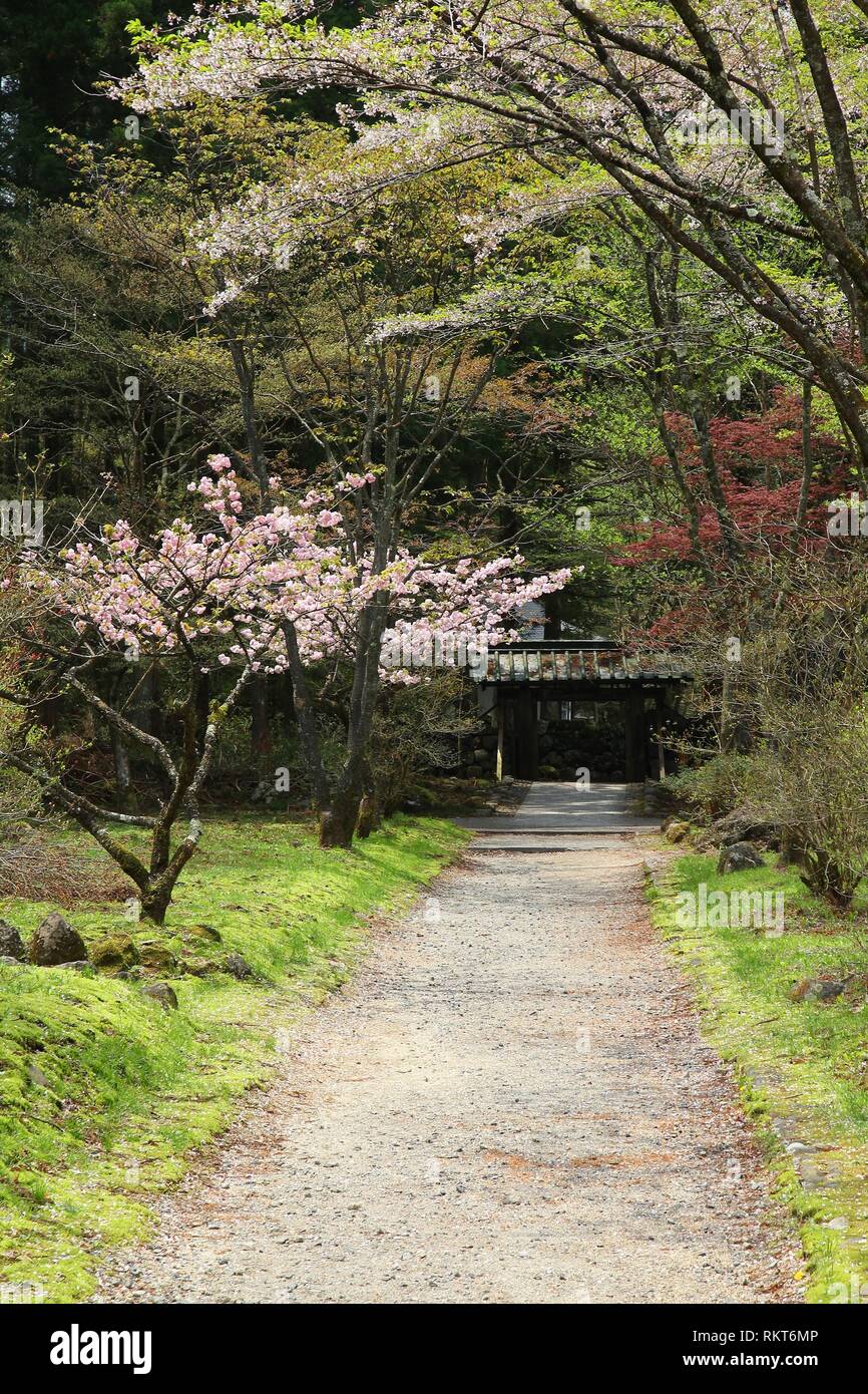 Nikko, Japan - park with spring cherry blossom (sakura) trees Stock ...