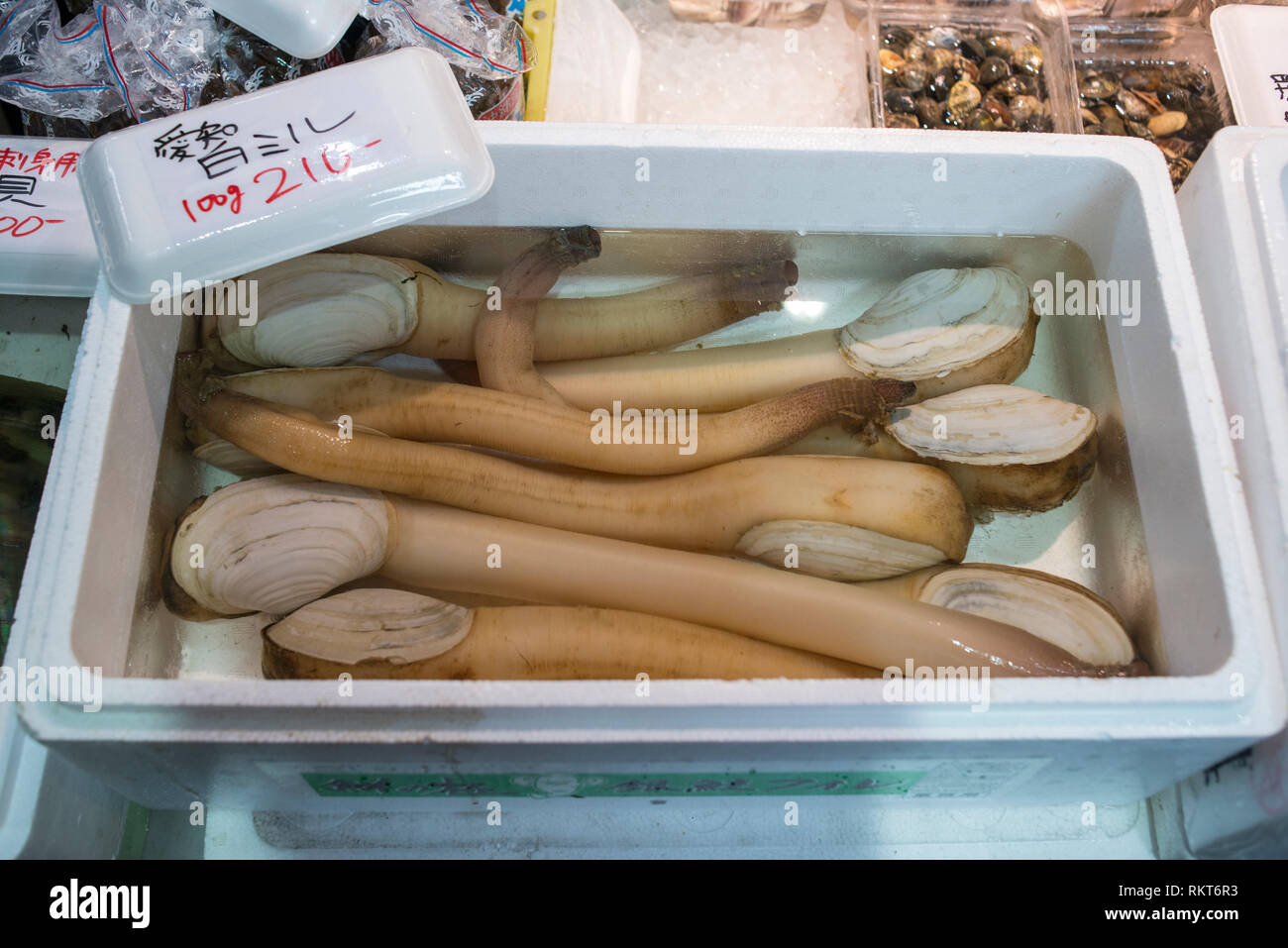Japan, Shizuoka: Pacific geoducs (mirugai) at the Shimizu fish market ...