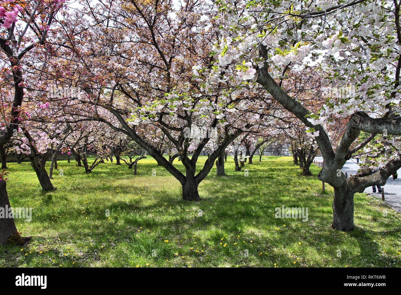 Japan cherry trees hi-res stock photography and images - Alamy