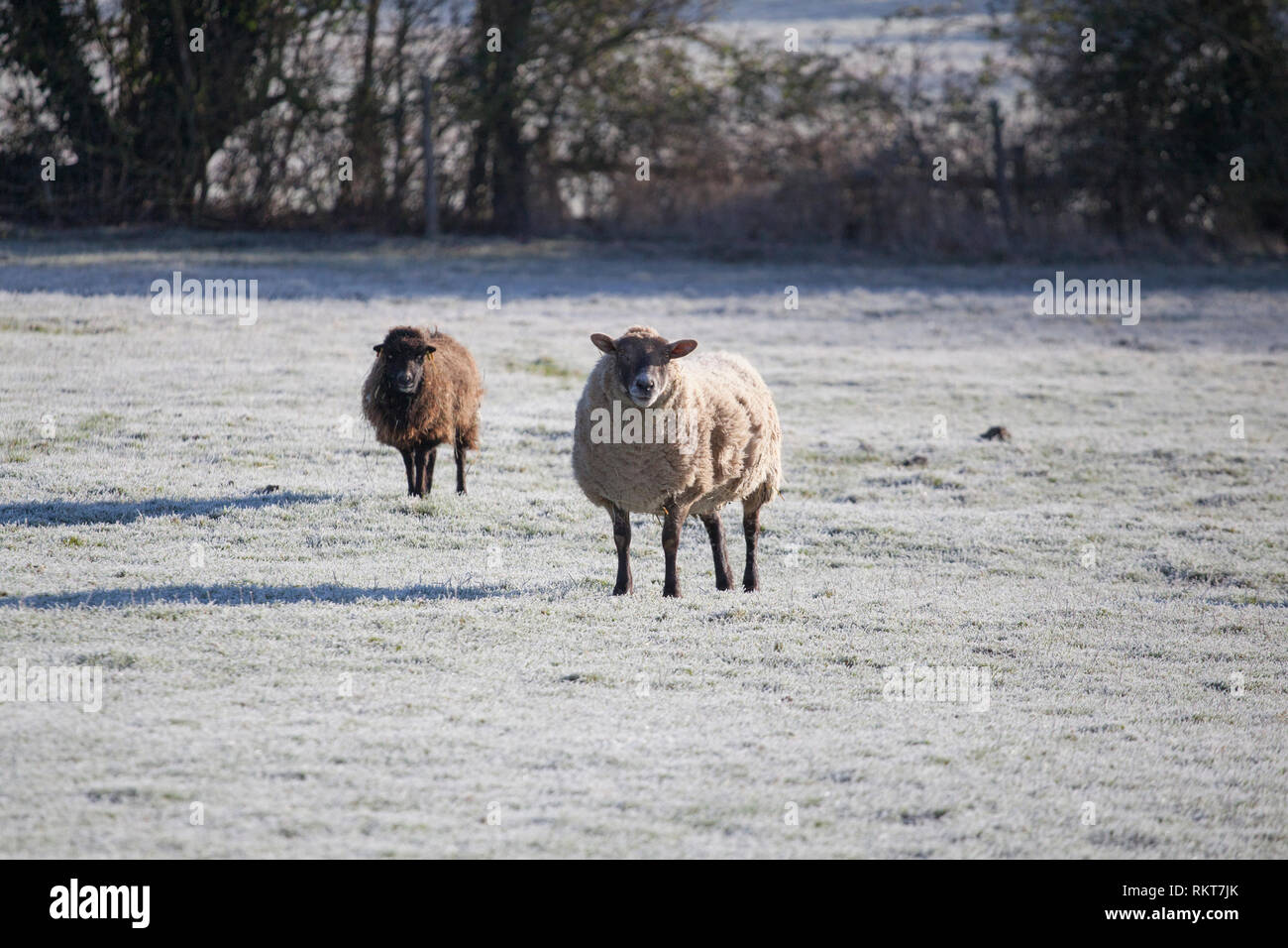 Sheep standing in a frosty field early in the morning with the sun ...