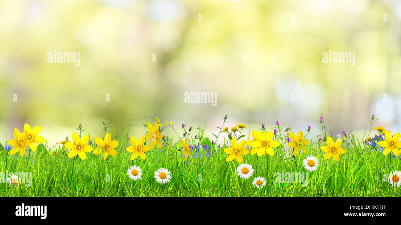 spring flowers and green grass background Stock Photo - Alamy