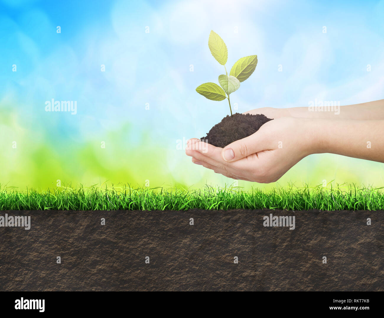 hands planting seedlings into ground Stock Photo - Alamy