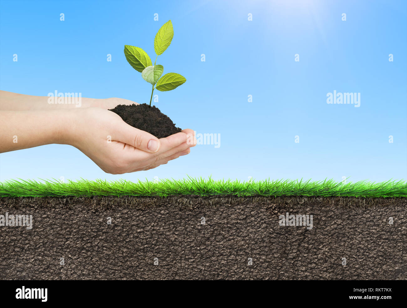 hands planting seedlings into ground Stock Photo - Alamy