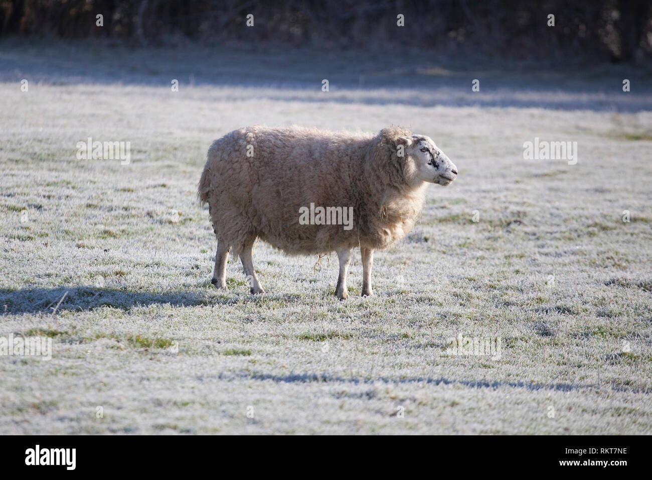 Sheep standing in a frosty field early in the morning with the sun ...