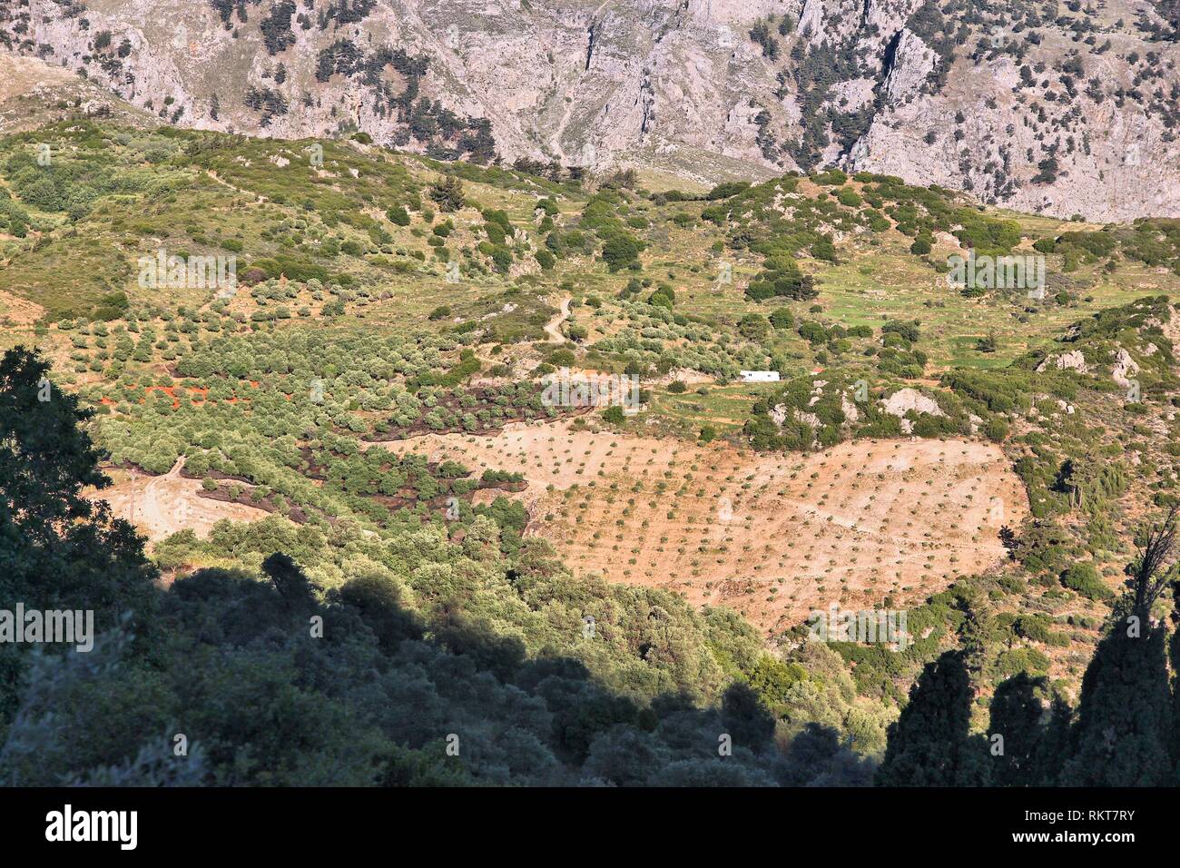 Landscape of rural Crete island in Greece. Olive tree groves Stock ...
