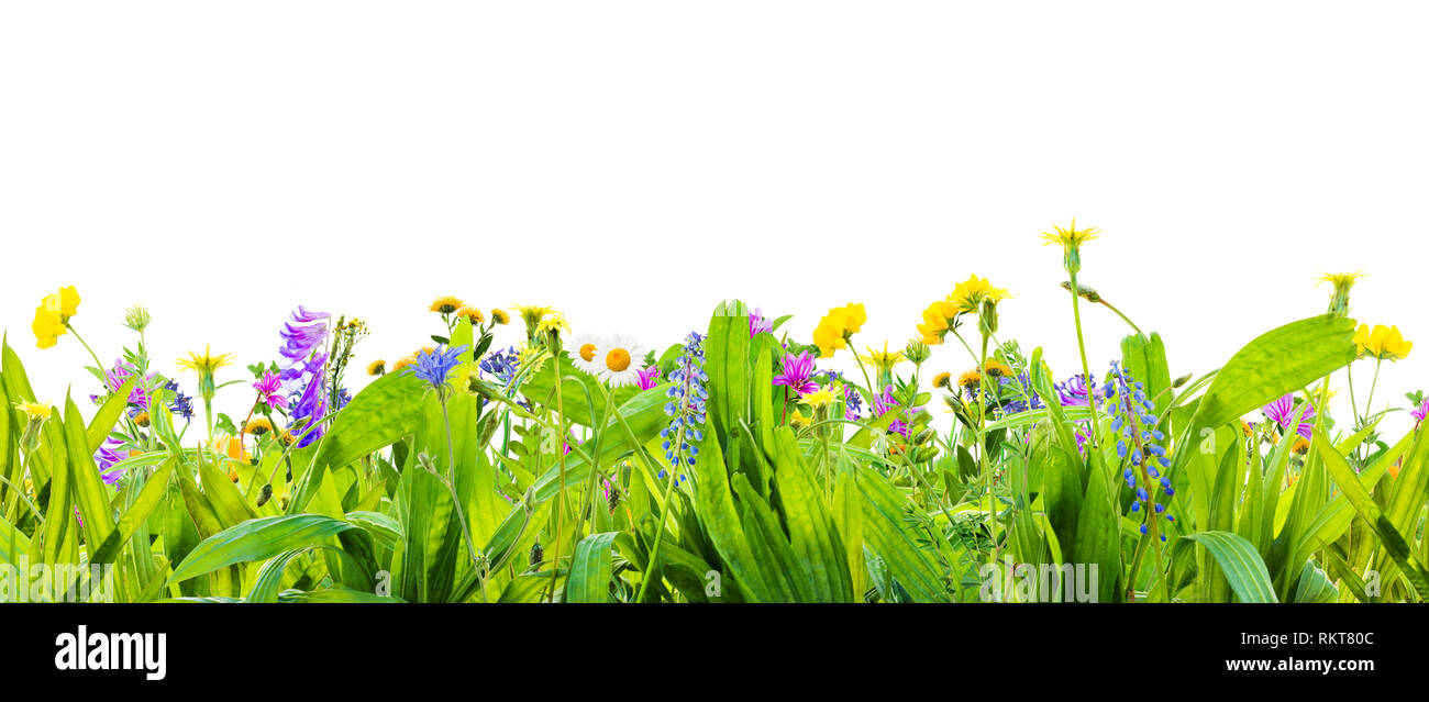 spring grass and wild flowers isolated on white background Stock Photo ...