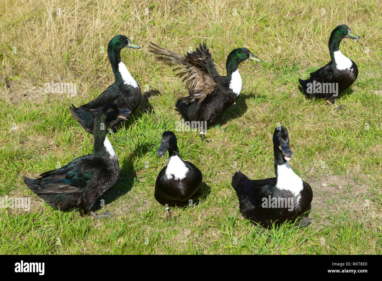 Duclair duck farming in the Regional Natural Park "Parc Naturel ...