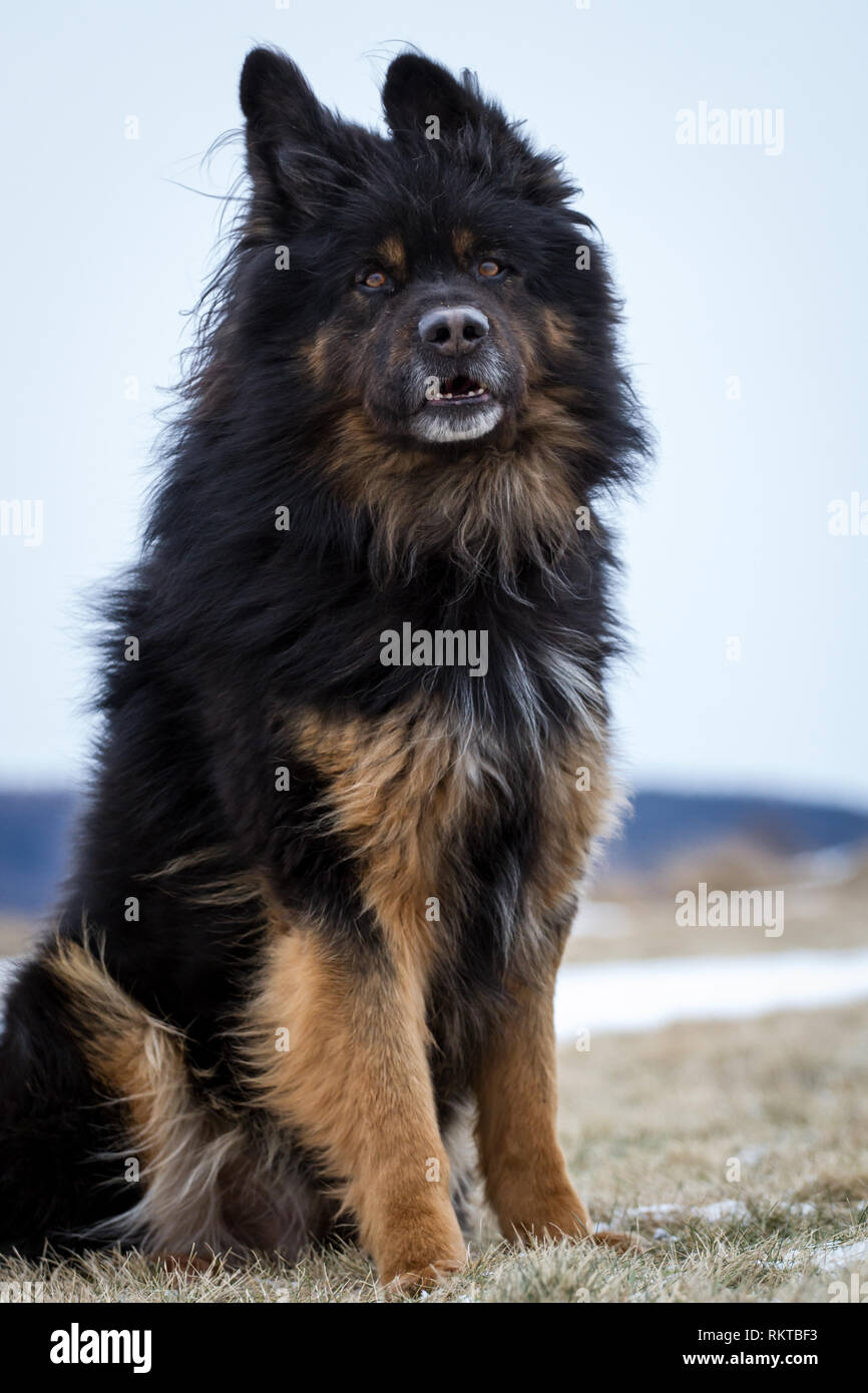 Old German Shepherd Dog portrait Stock Photo - Alamy