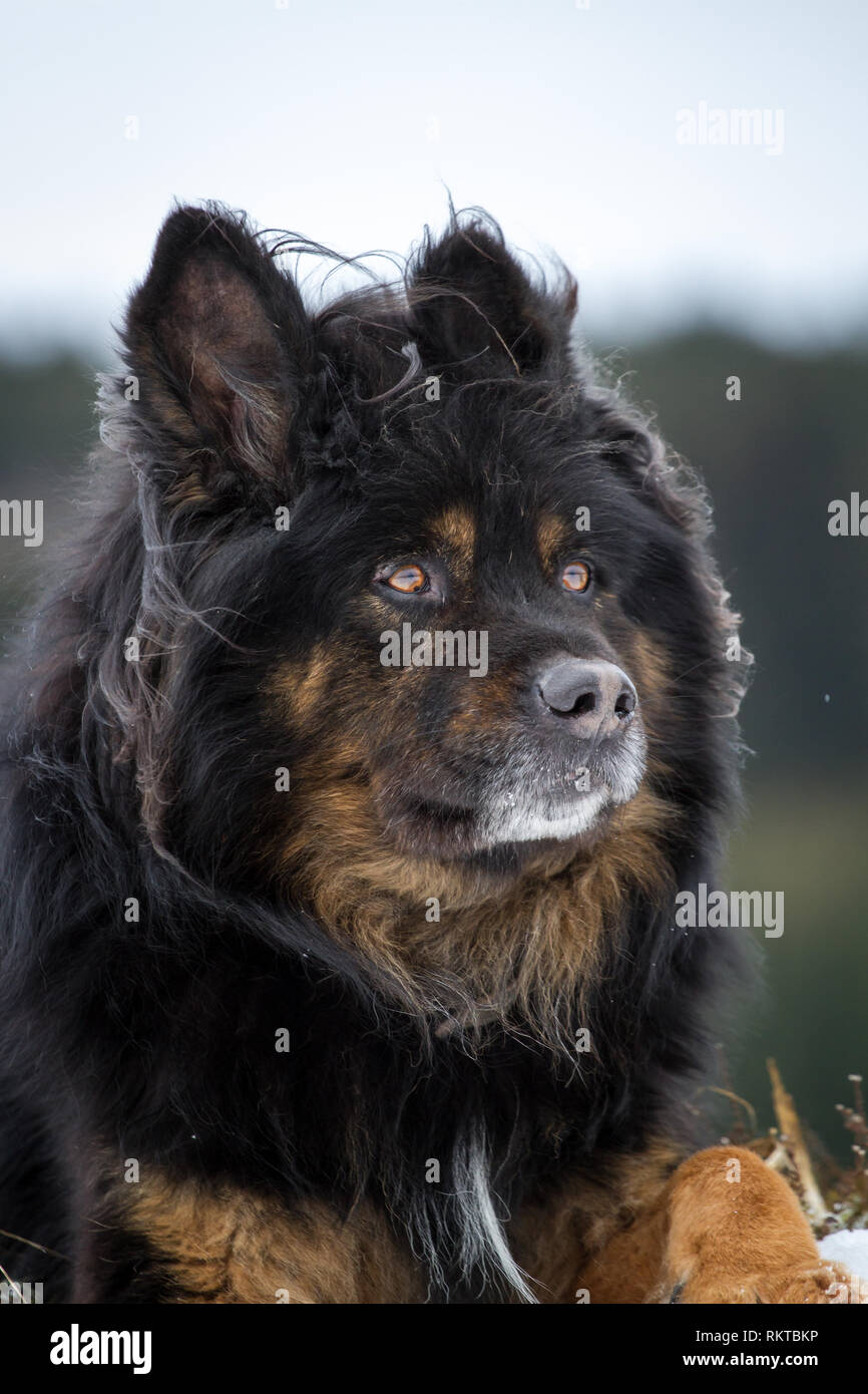 Old German Shepherd Dog portrait Stock Photo - Alamy