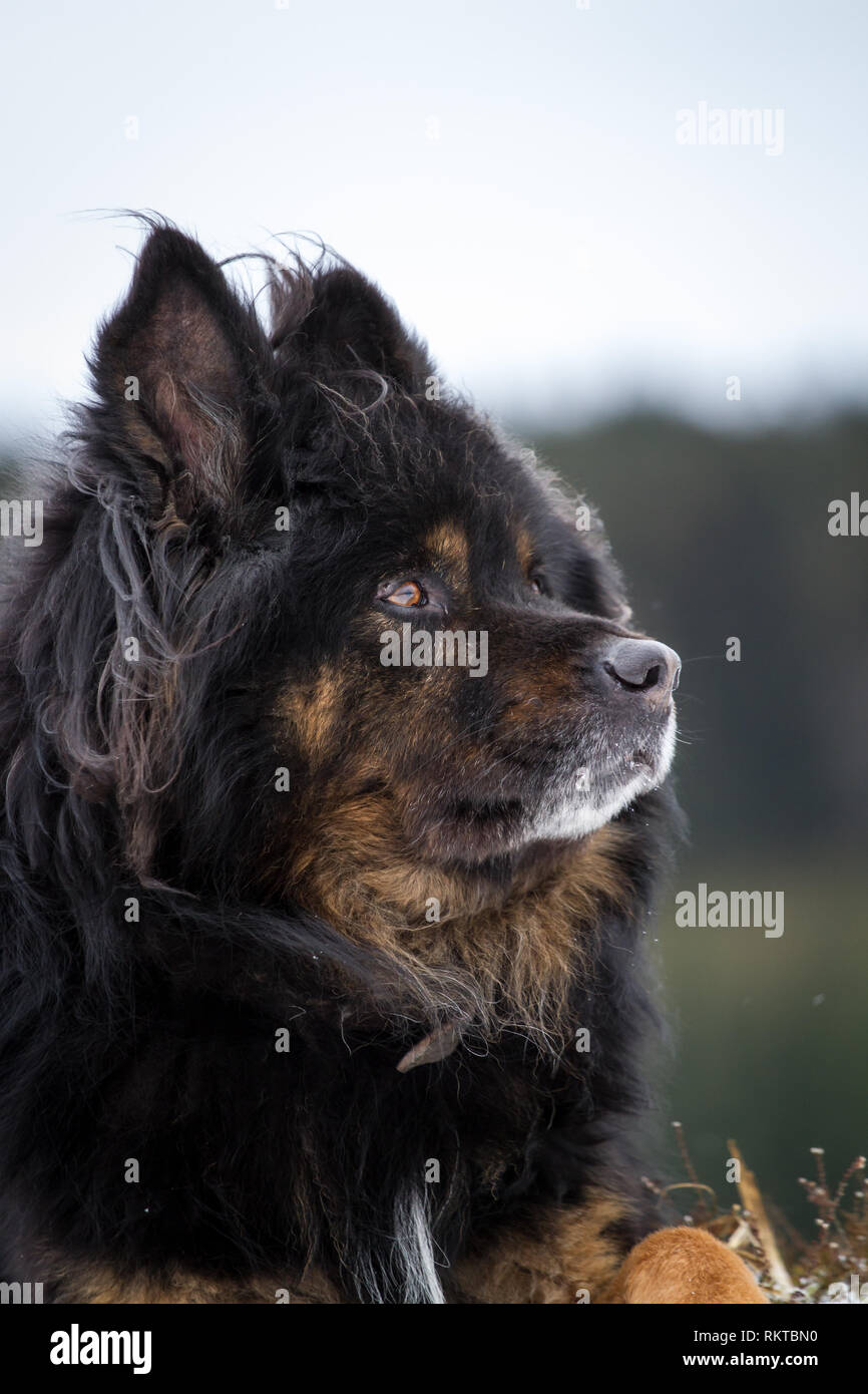 Old German Shepherd Dog portrait Stock Photo - Alamy