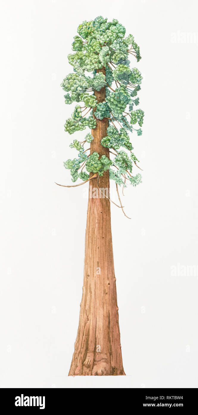 Sequoia Tree Clip Art