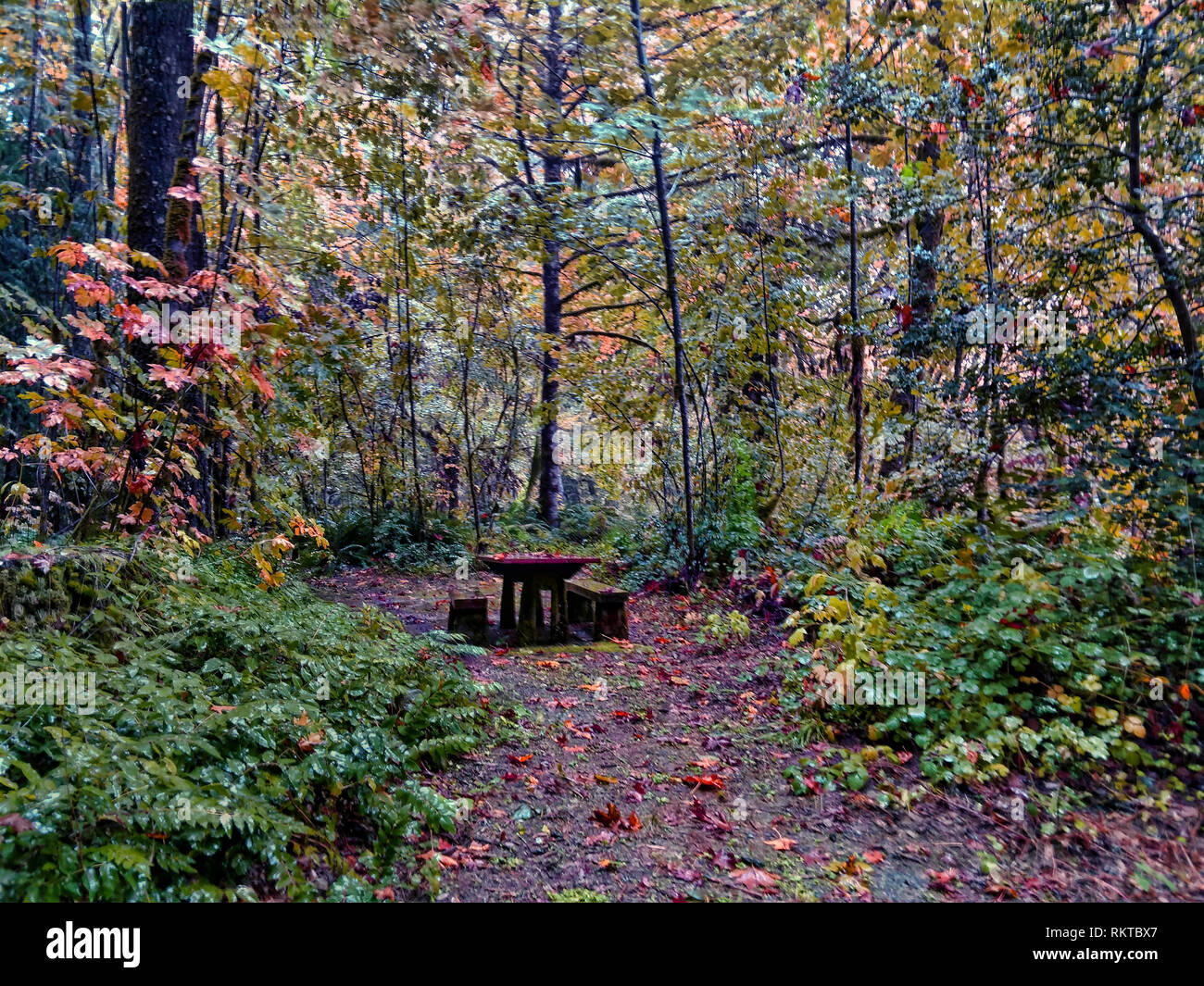 Forest picnic hi-res stock photography and images - Alamy
