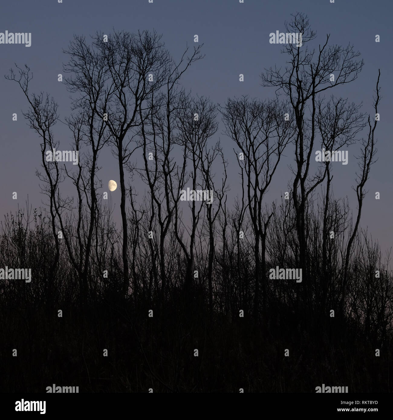 Moonlight Through Trees