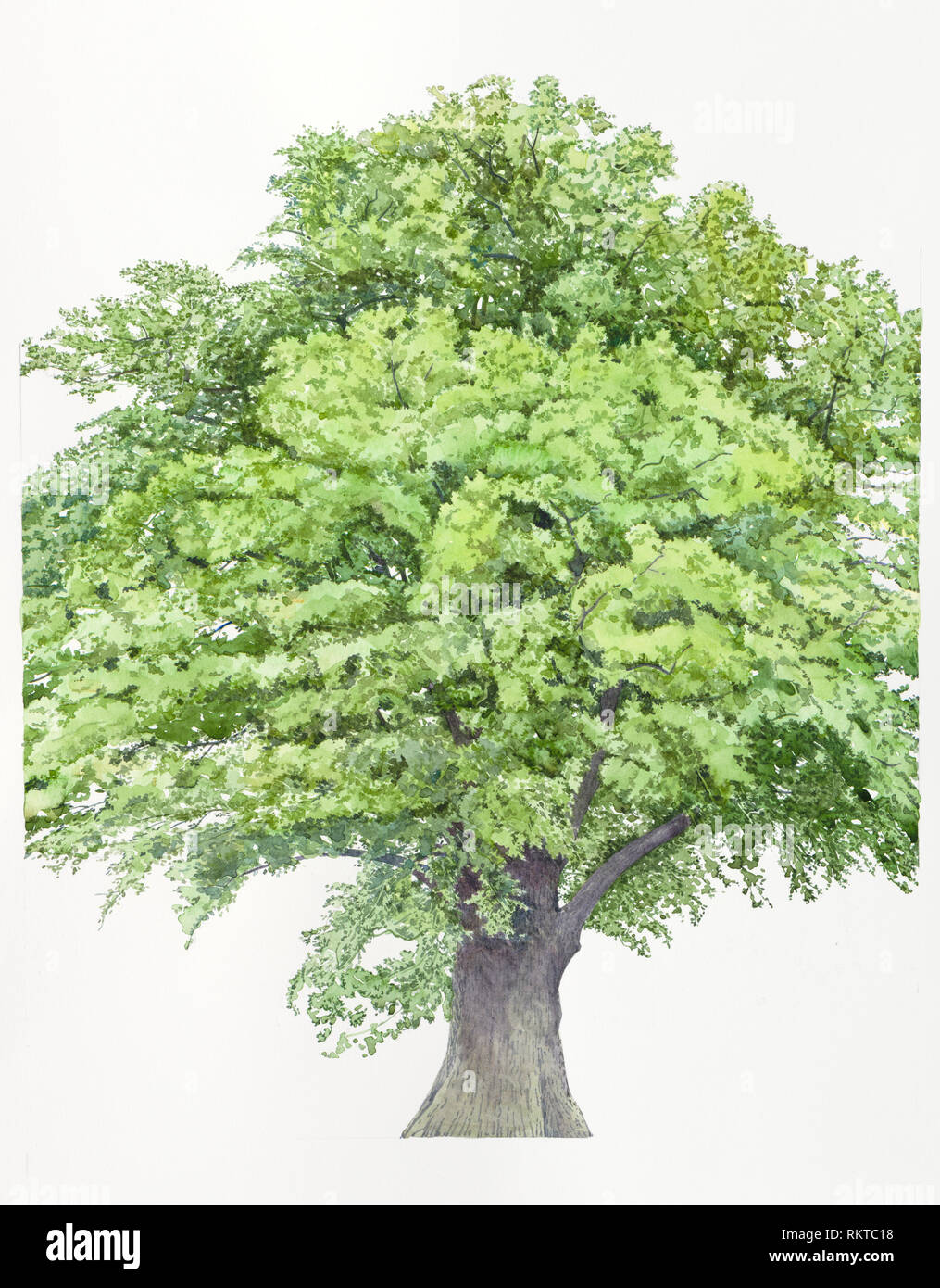 Lush tree growth hi-res stock photography and images - Alamy