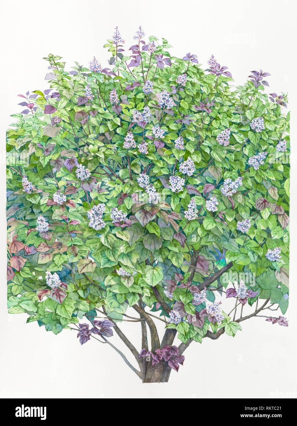 Foliage of lilac tree hi-res stock photography and images - Alamy
