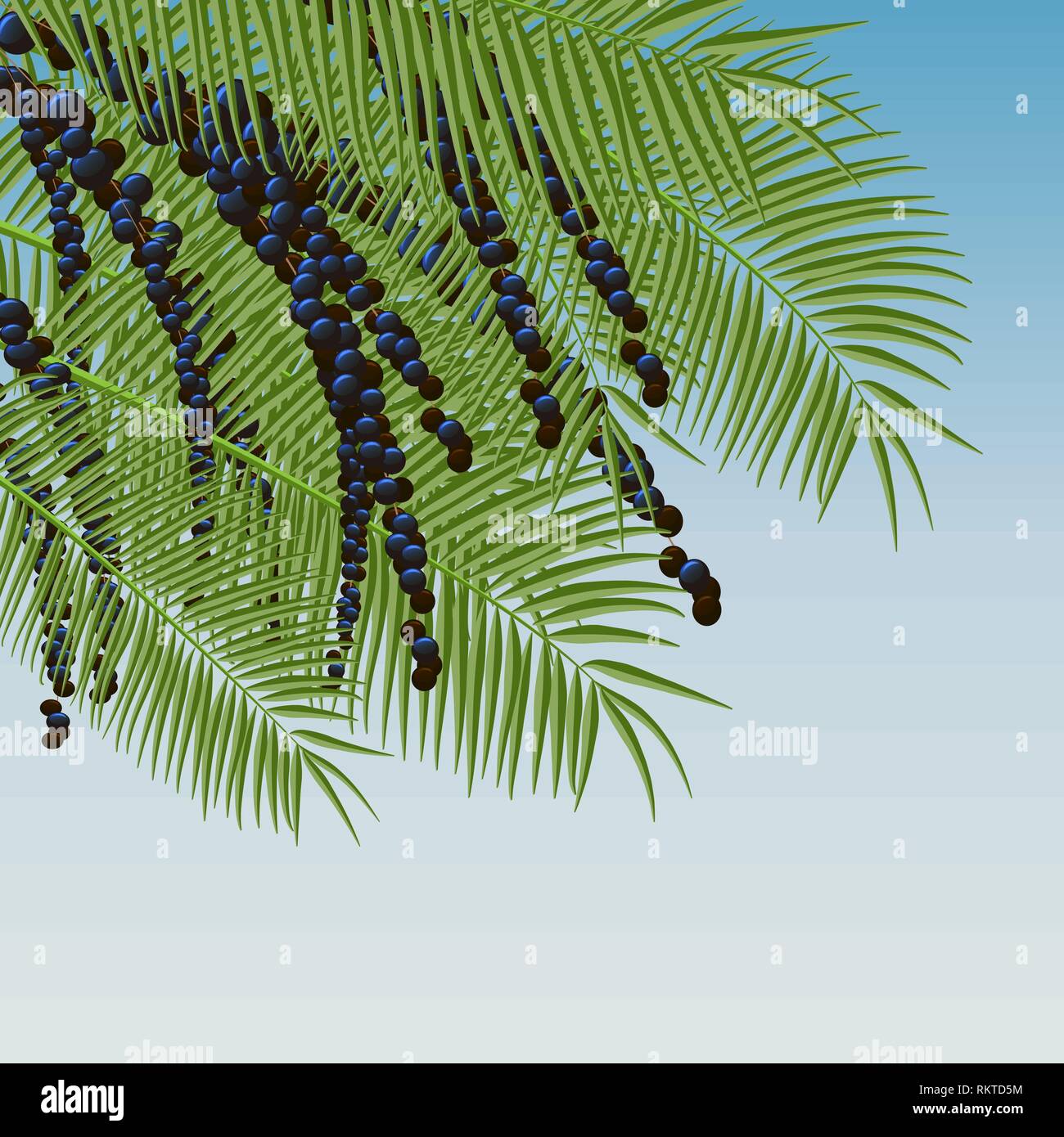 Background with acai berries and acai palm. Superfood. 10 eps Stock ...